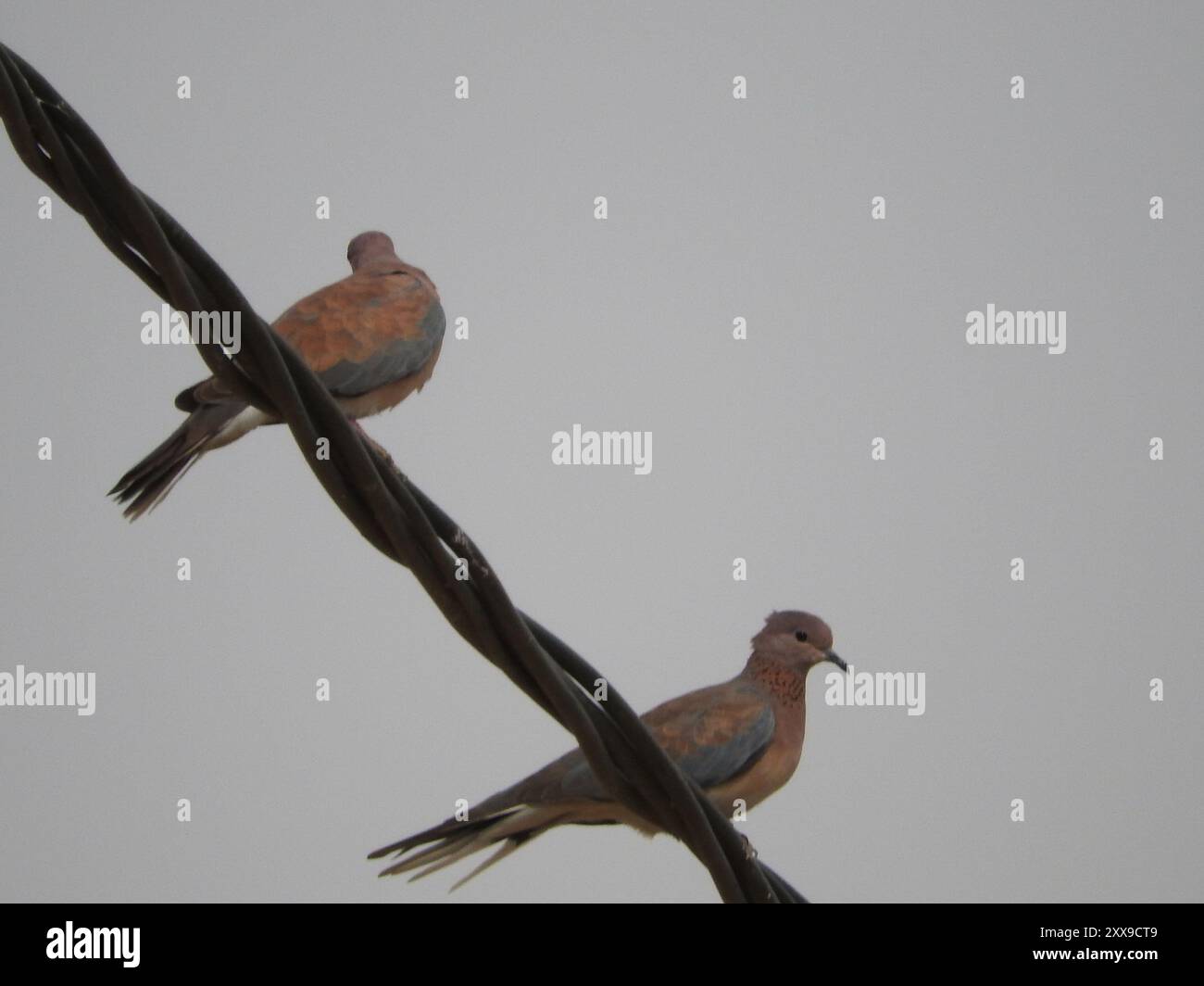 Laughing Dove (Spilopelia senegalensis) Aves Stock Photo - Alamy