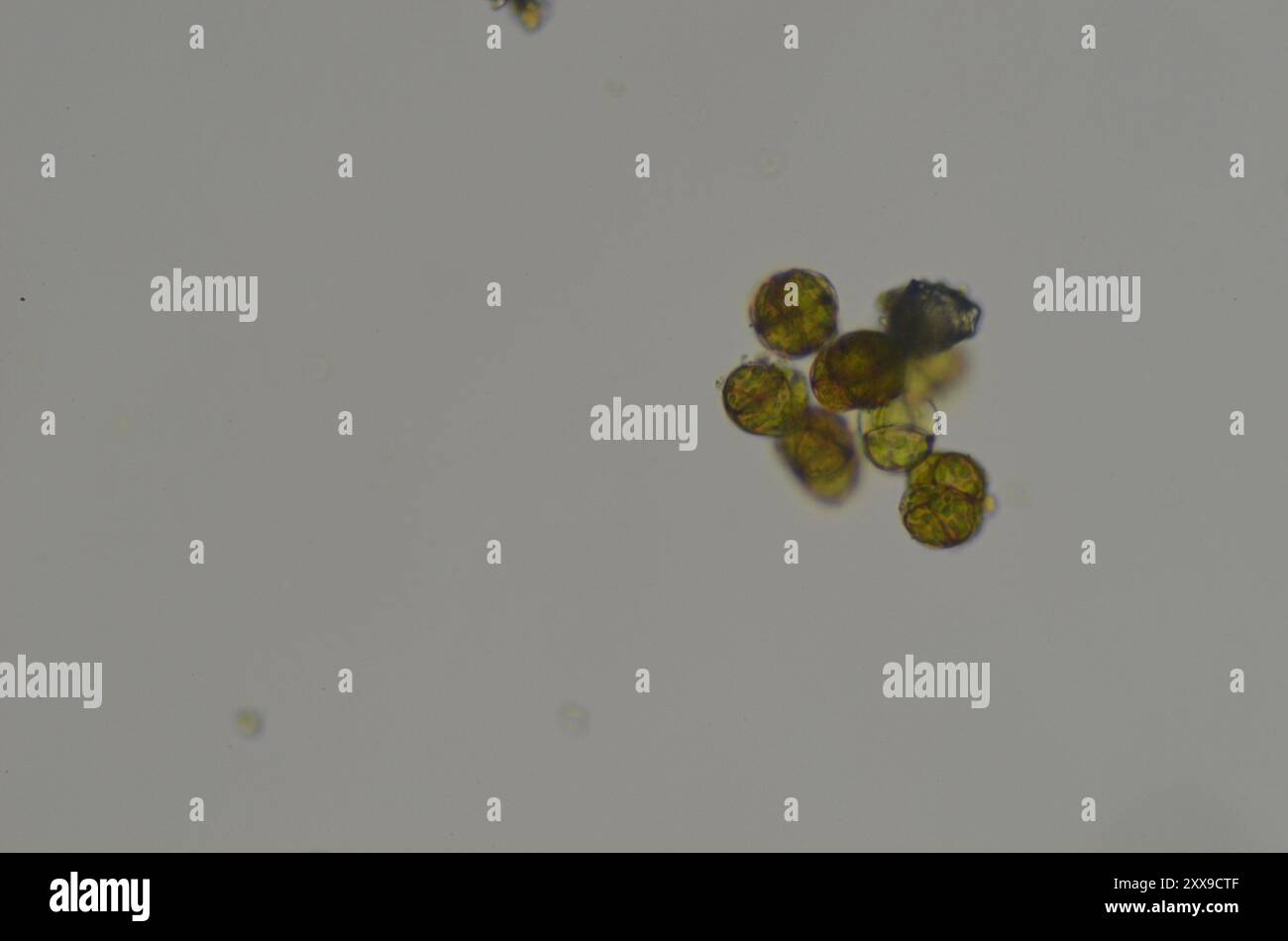 Water Screw-moss (Syntrichia latifolia) Plantae Stock Photo - Alamy