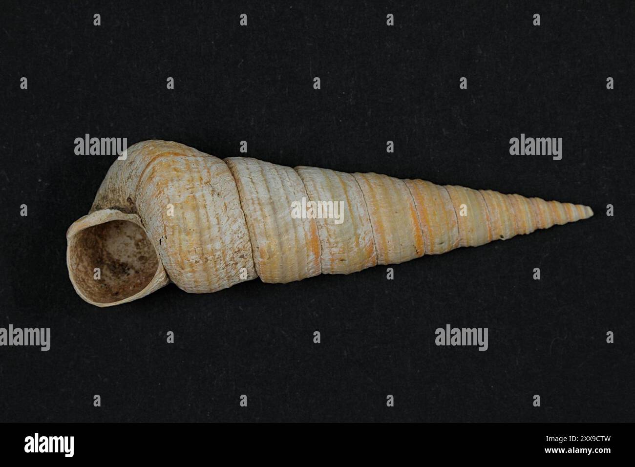 Common Tower Shell (Turritellinella tricarinata) Mollusca Stock Photo ...