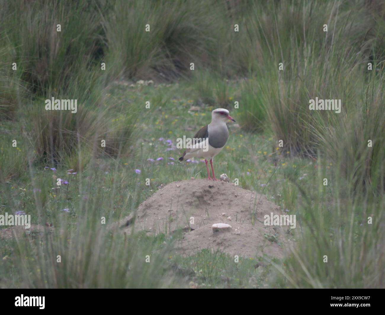 Vanellus resplendens hi-res stock photography and images - Alamy