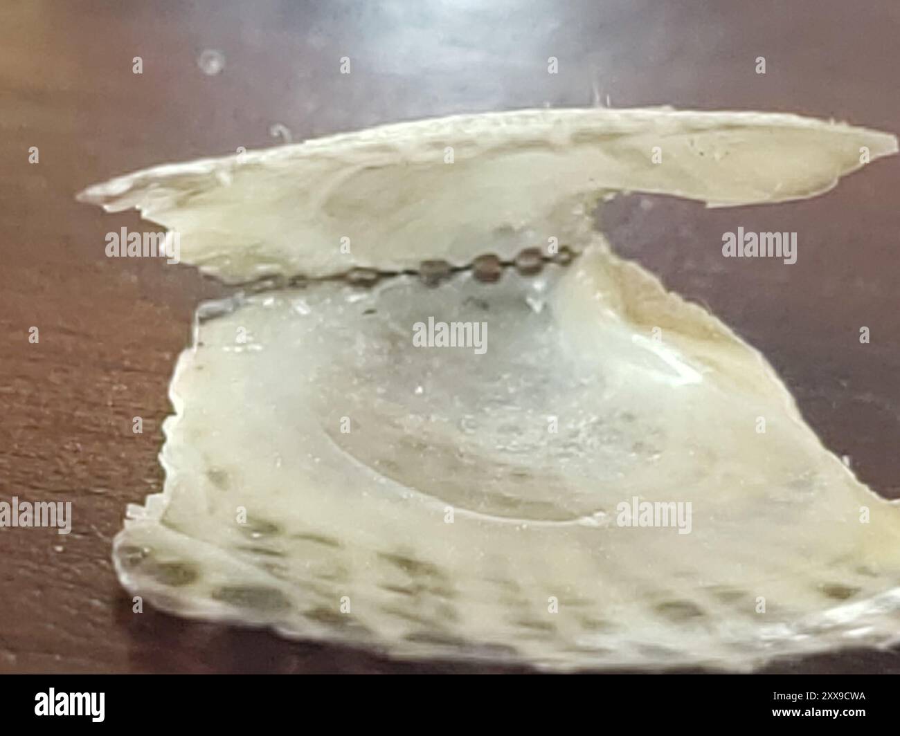 Flat Tree Oyster (Isognomon alatus) Mollusca Stock Photo - Alamy