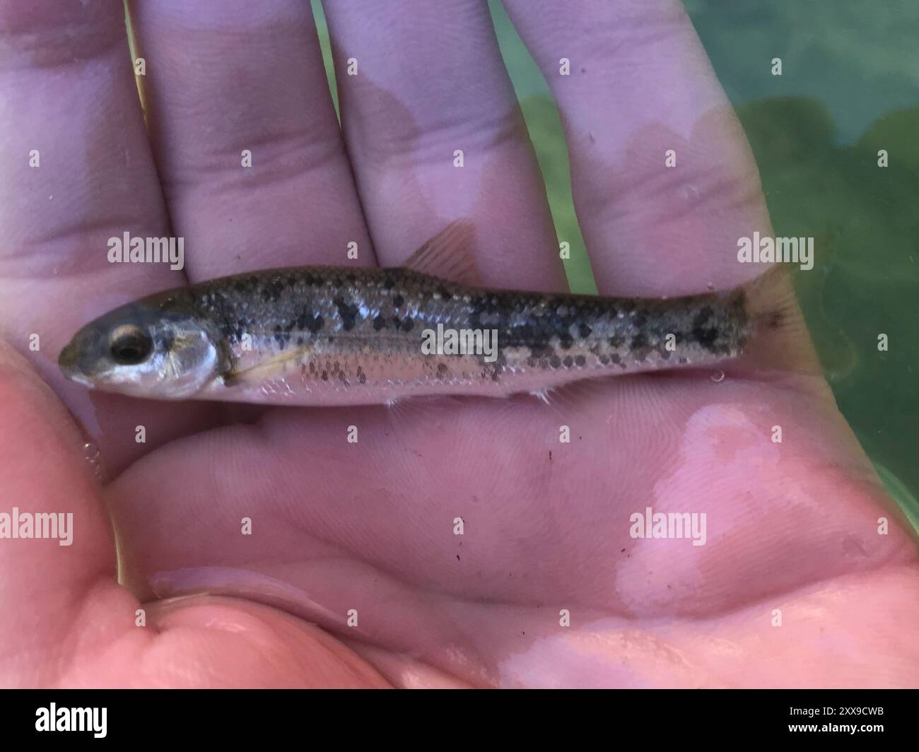 Central Stoneroller (Campostoma anomalum) Actinopterygii Stock Photo ...