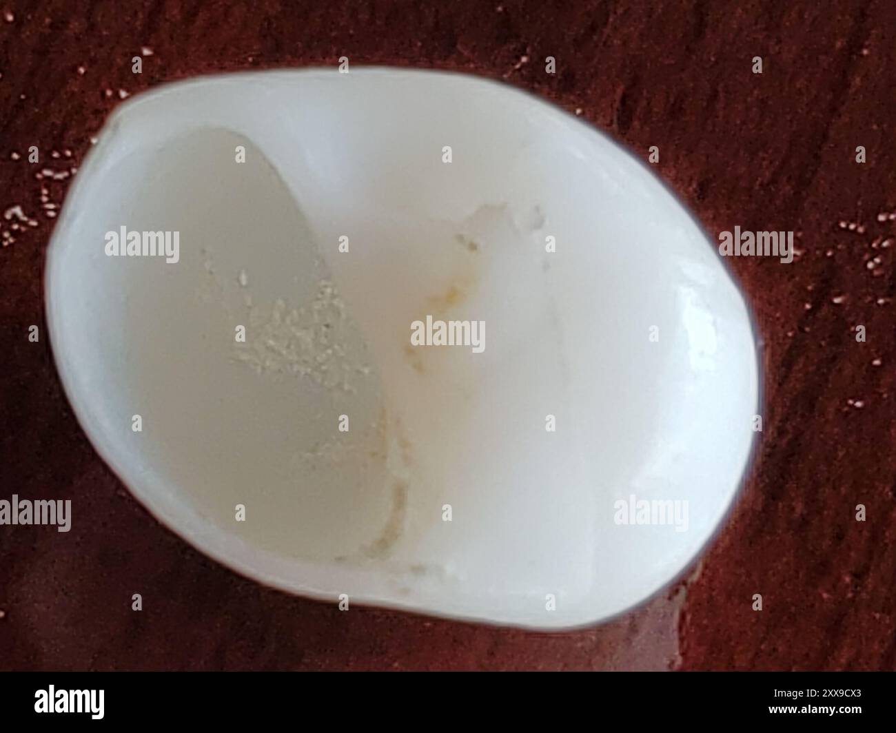 Milk Moon Snail (Polinices lacteus) Mollusca Stock Photo - Alamy