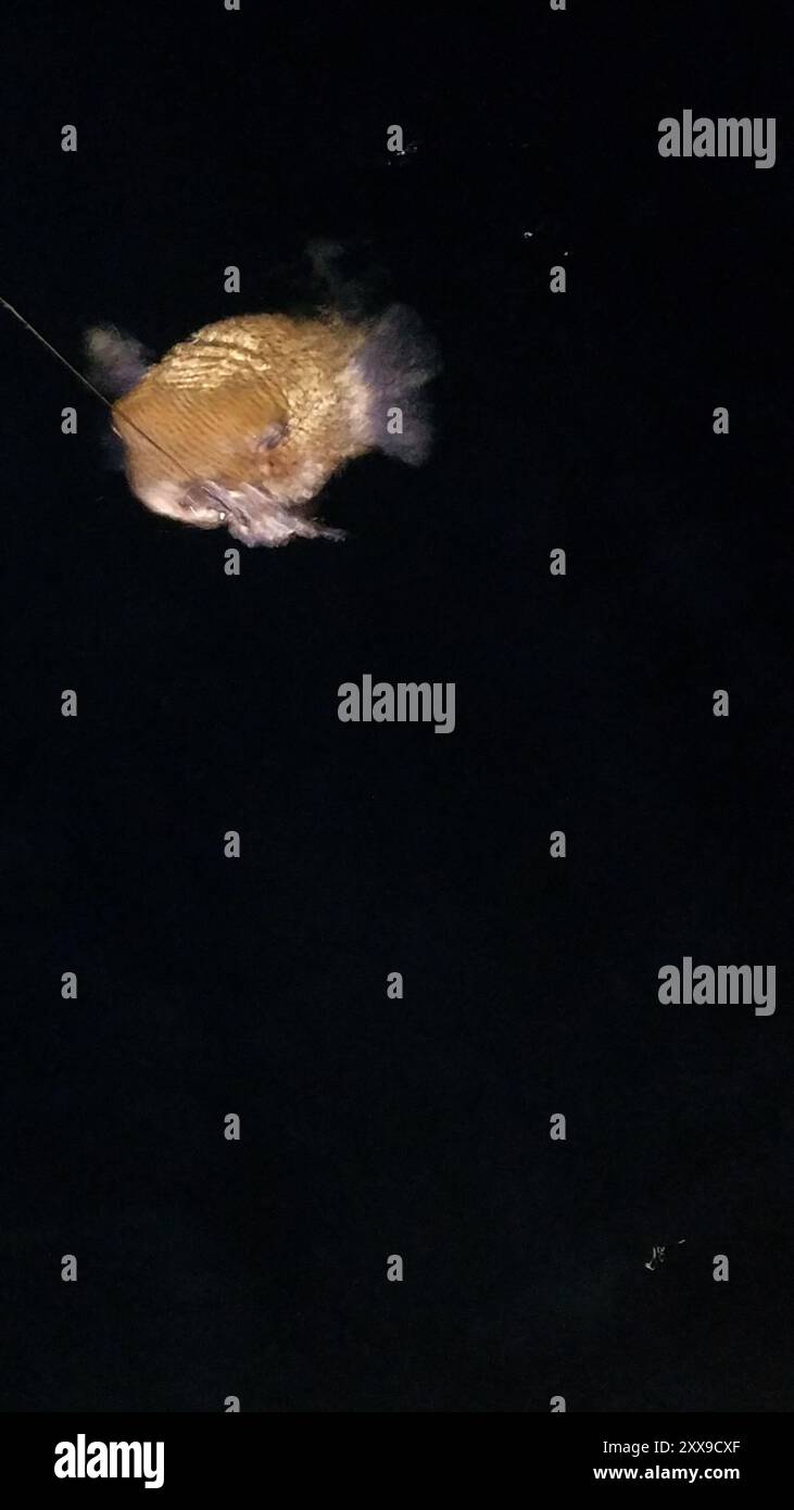 Spotted Porcupinefish (Diodon hystrix) Actinopterygii Stock Photo - Alamy