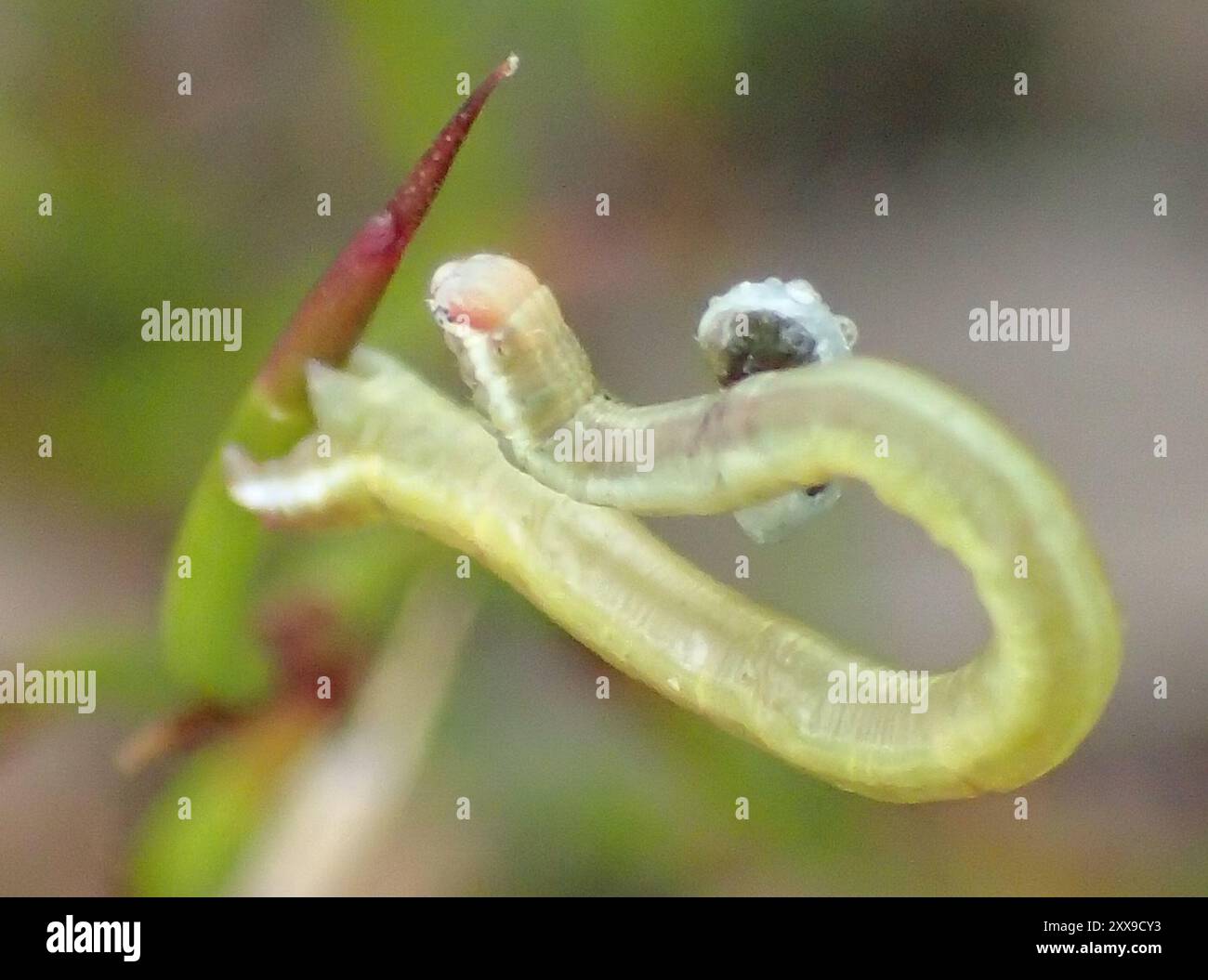 Geometer Moths (Geometridae) Insecta Stock Photo - Alamy