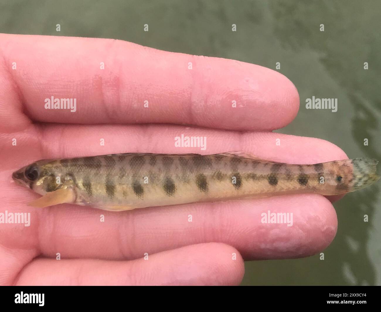 Texas Logperch (Percina carbonaria) Actinopterygii Stock Photo - Alamy