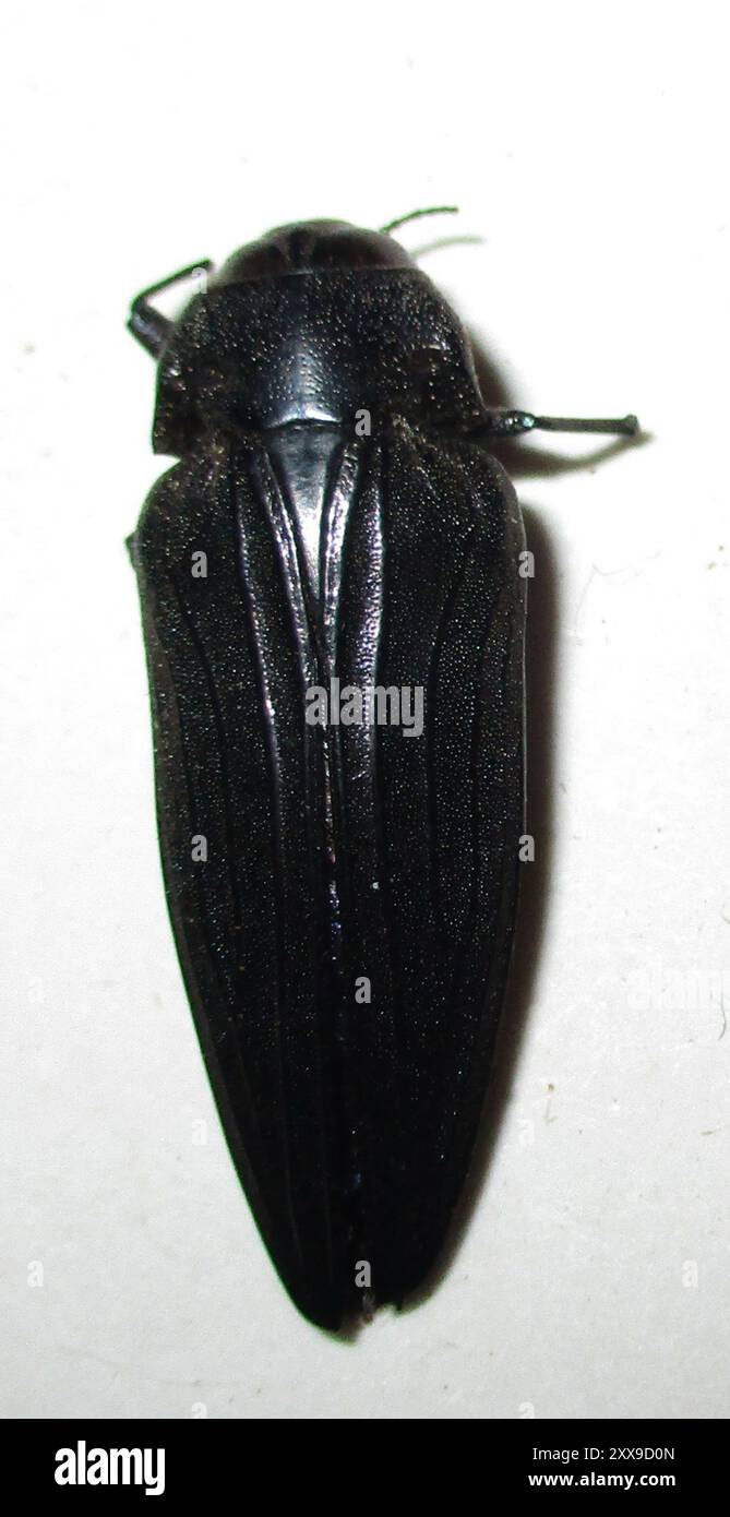 (Belionota championi) Insecta Stock Photo - Alamy