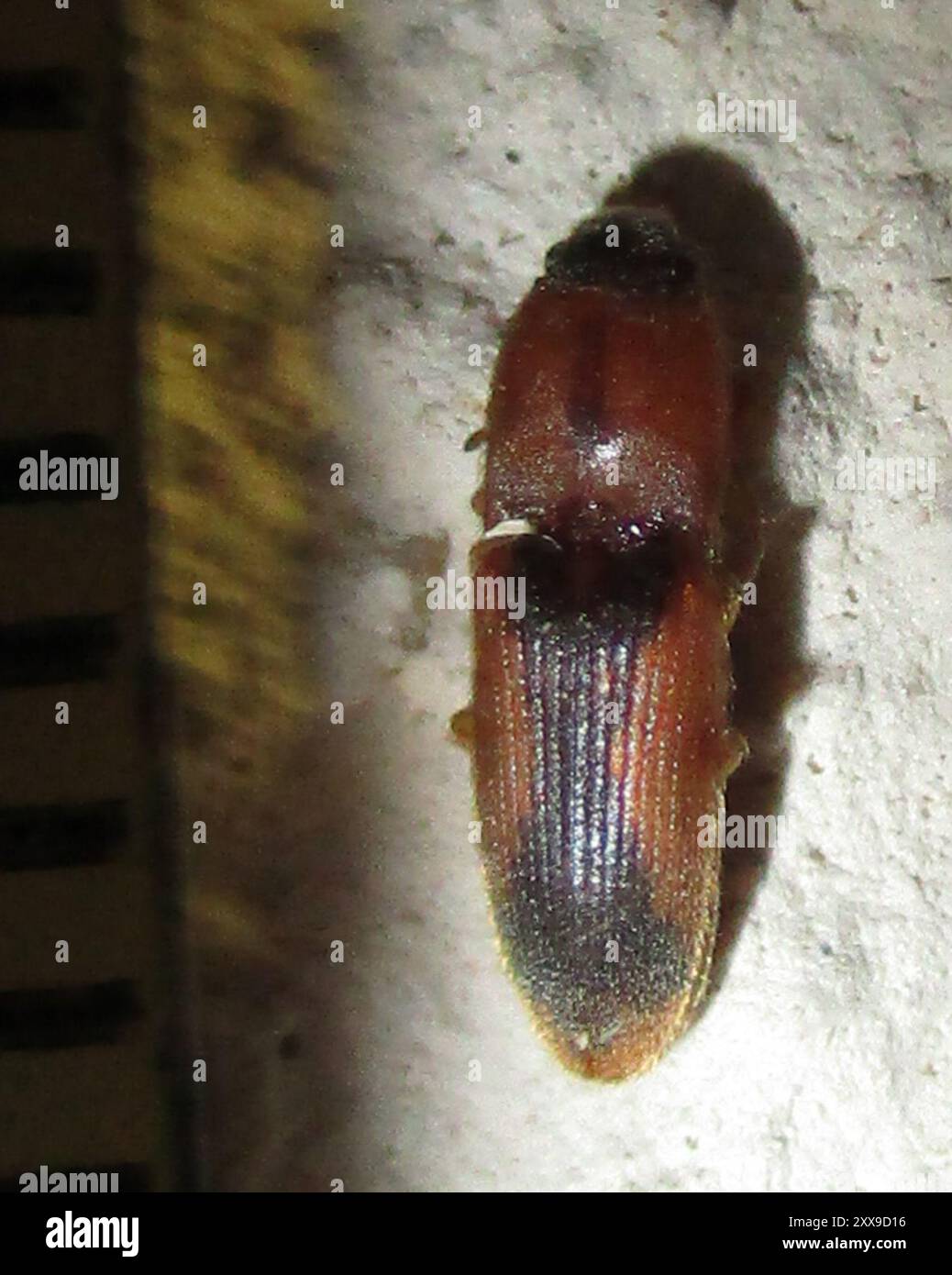 Click Beetles (Elateridae) Insecta Stock Photo - Alamy