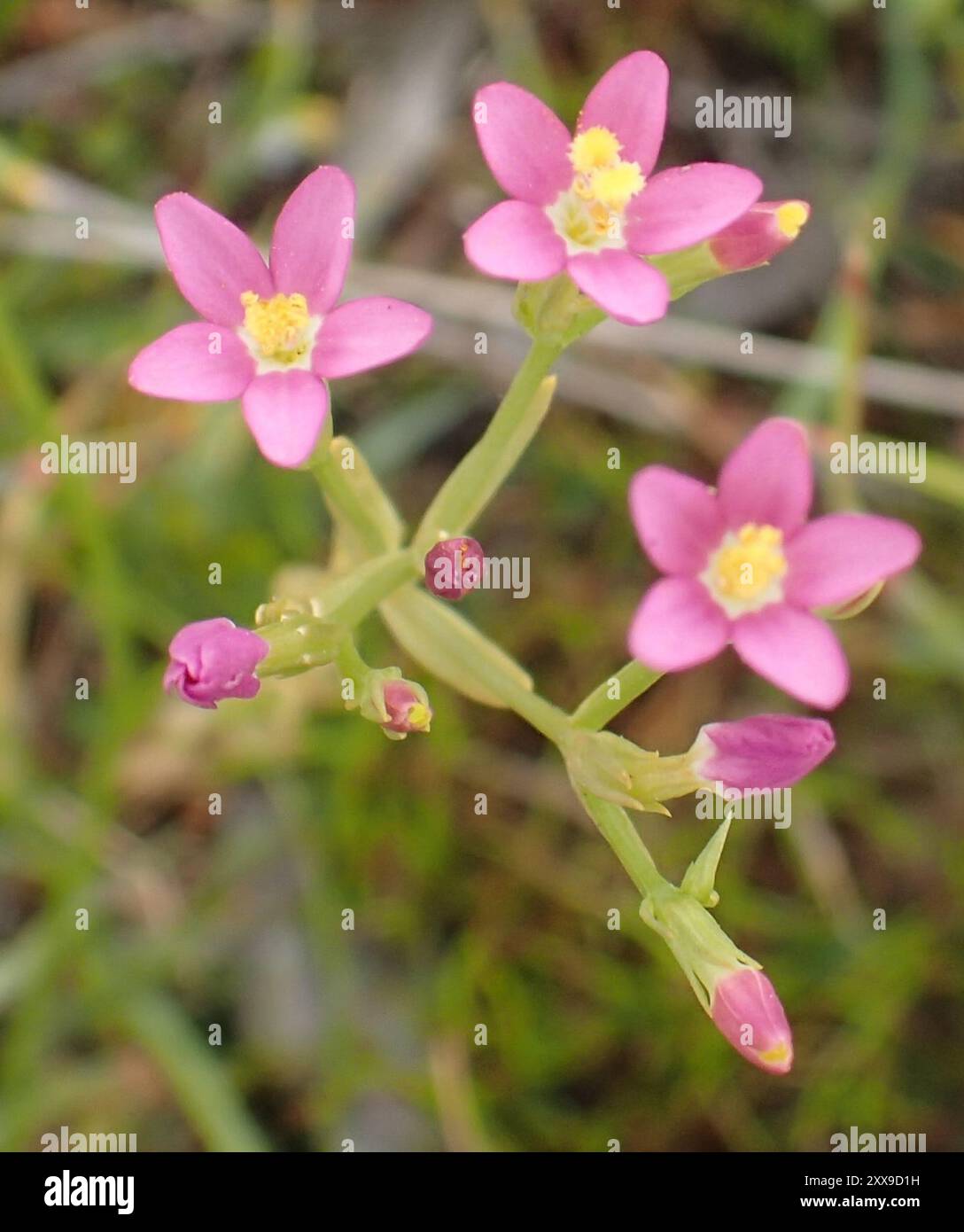 Common centaury (Centaurium erythraea) Plantae Stock Photo - Alamy