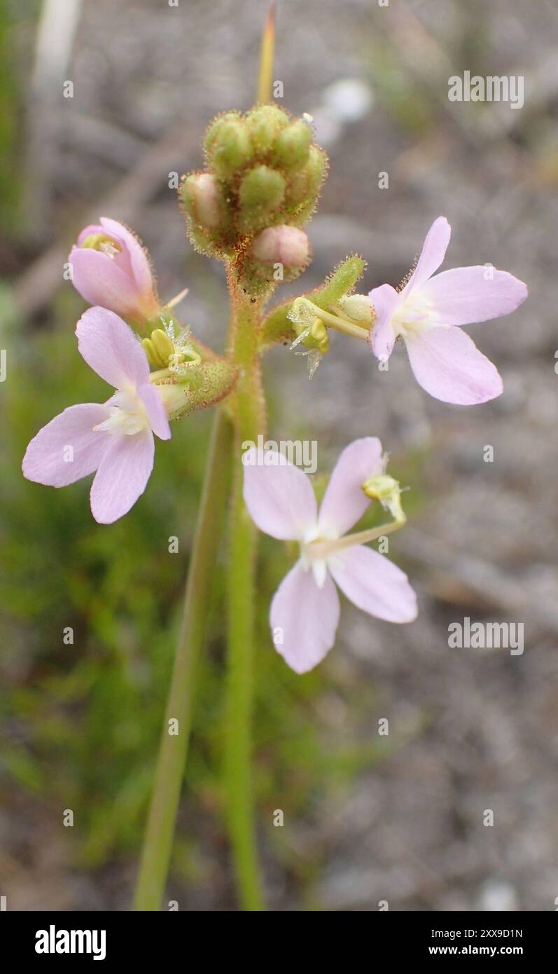 Triggerplants (Stylidium) Plantae Stock Photo - Alamy