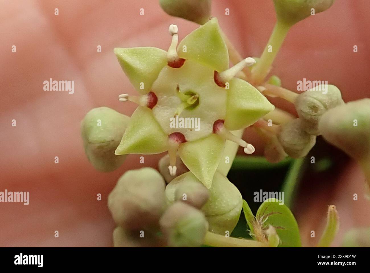 Soap Bush (Helinus integrifolius) Plantae Stock Photo - Alamy