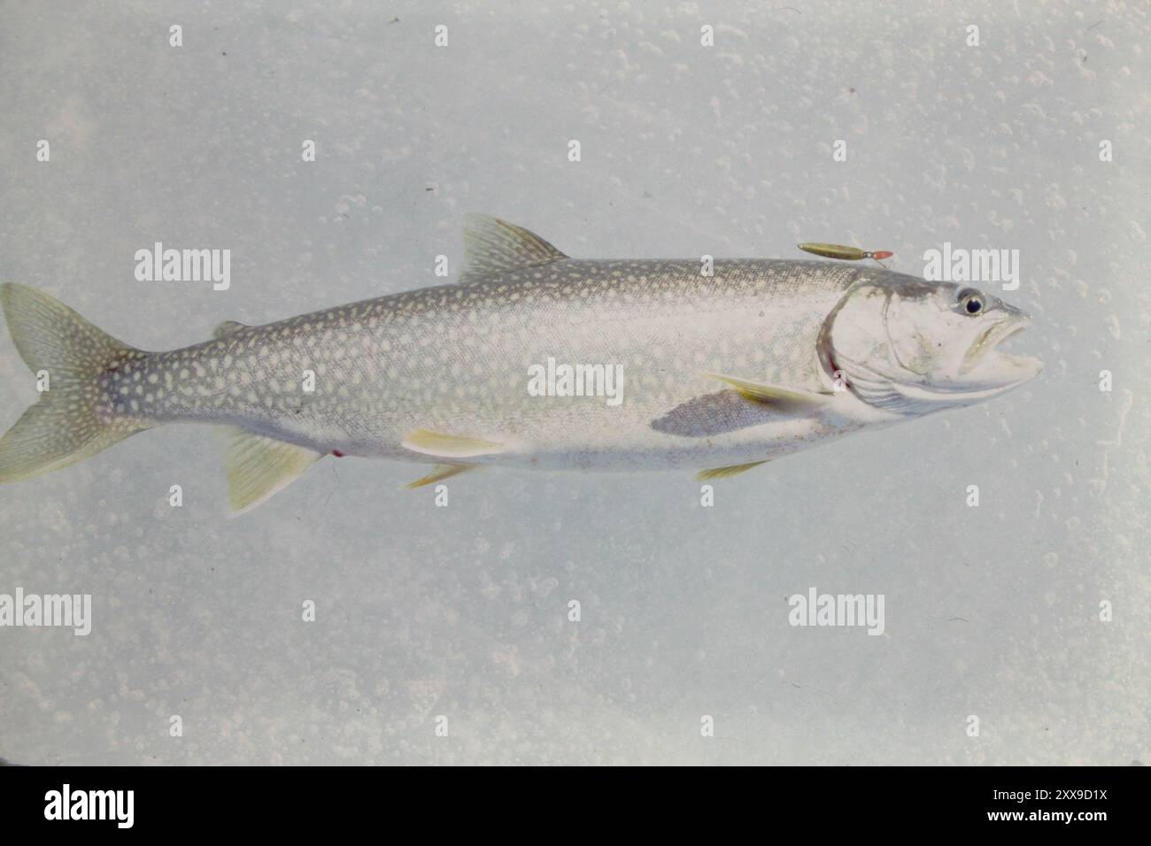 Lake Trout (Salvelinus namaycush) Actinopterygii Stock Photo - Alamy