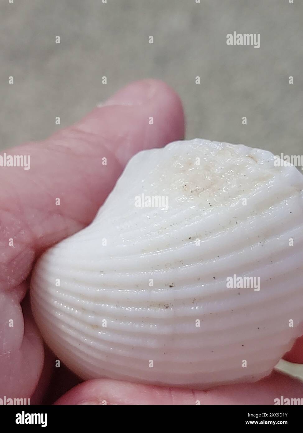 Eared ark (Anadara notabilis) Mollusca Stock Photo - Alamy