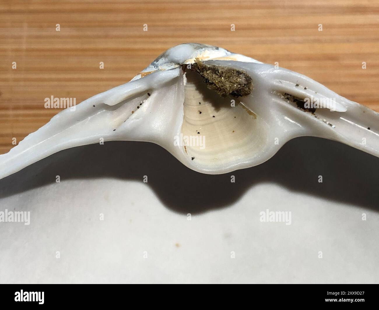 Dish Surfclam (Mactromeris catilliformis) Mollusca Stock Photo - Alamy