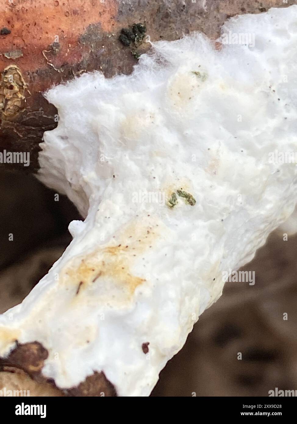 Netted Crust (Byssomerulius corium) Fungi Stock Photo - Alamy