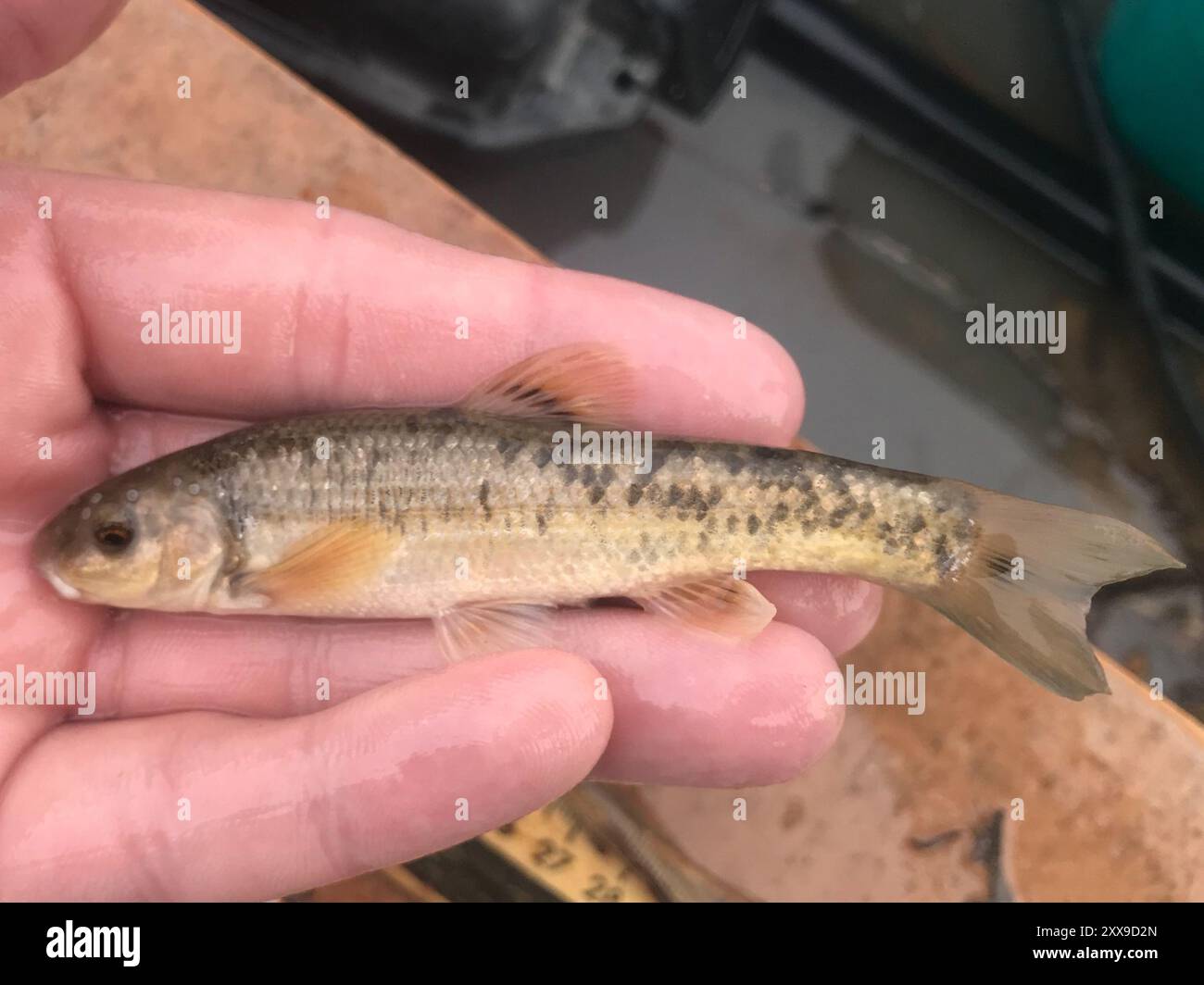 Central Stoneroller (Campostoma anomalum) Actinopterygii Stock Photo ...