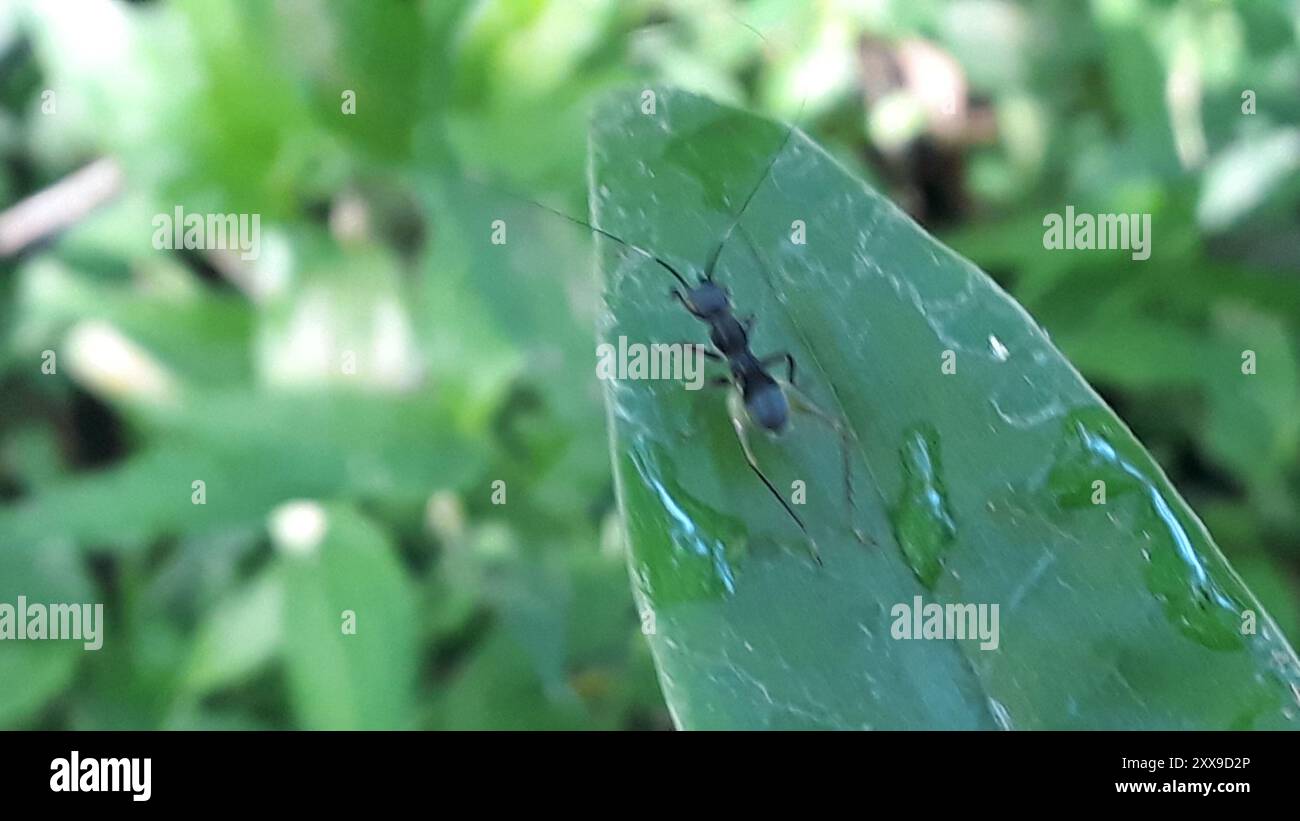 Crickets (Gryllidea) Insecta Stock Photo - Alamy