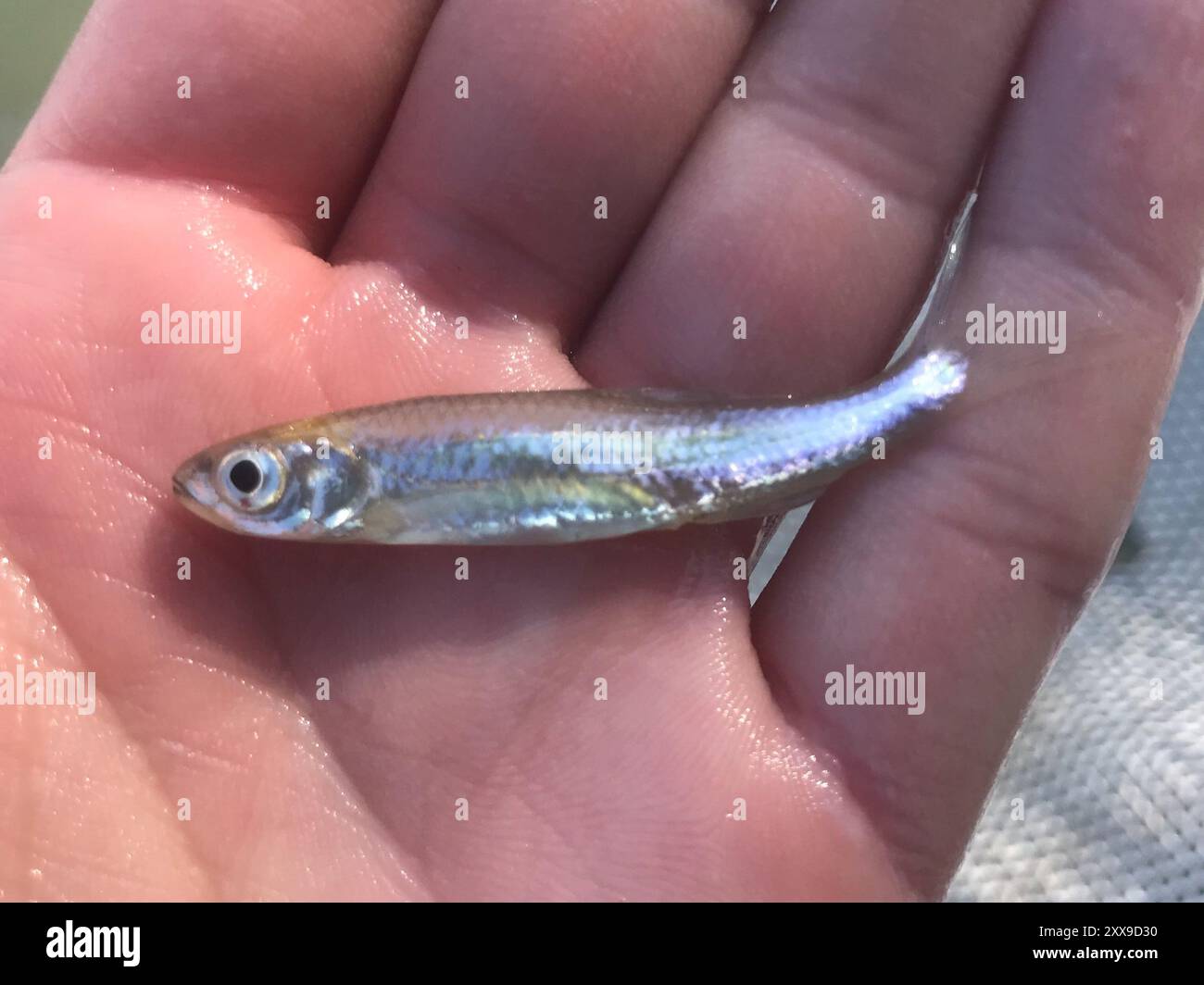 Texas Shiner (Notropis amabilis) Actinopterygii Stock Photo - Alamy