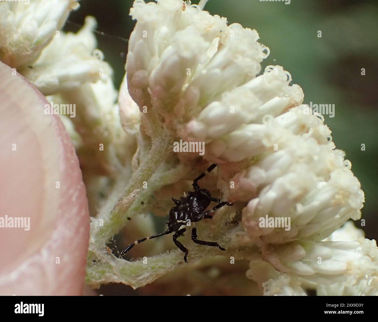 Oncocoris hi-res stock photography and images - Alamy