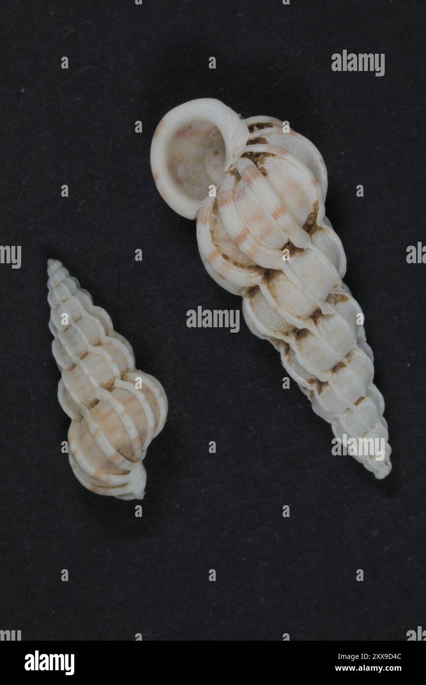 Common Wentletrap (Epitonium clathrus) Mollusca Stock Photo - Alamy