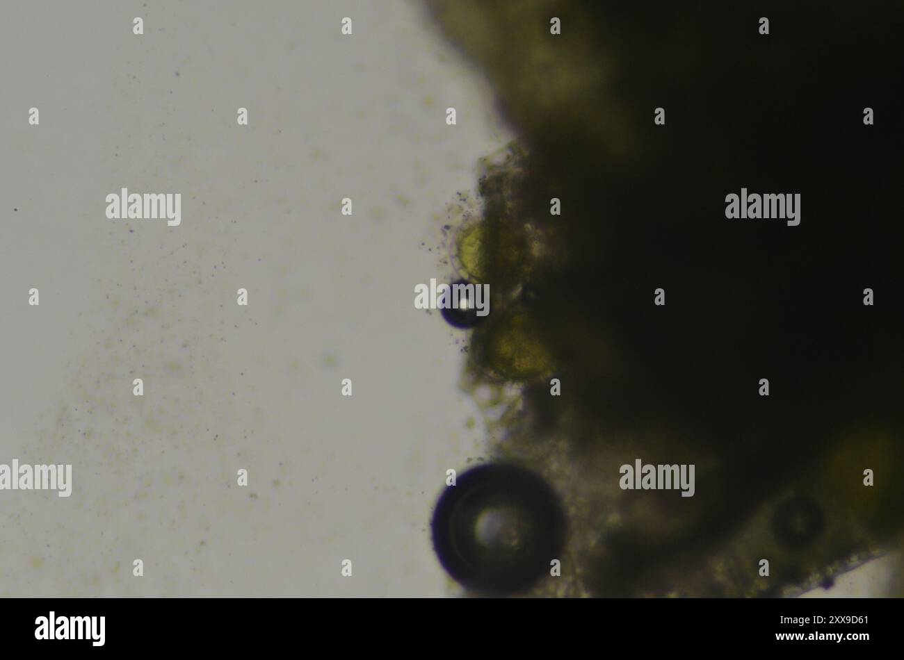 Tumid Notchwort (Lophozia ventricosa) Plantae Stock Photo - Alamy