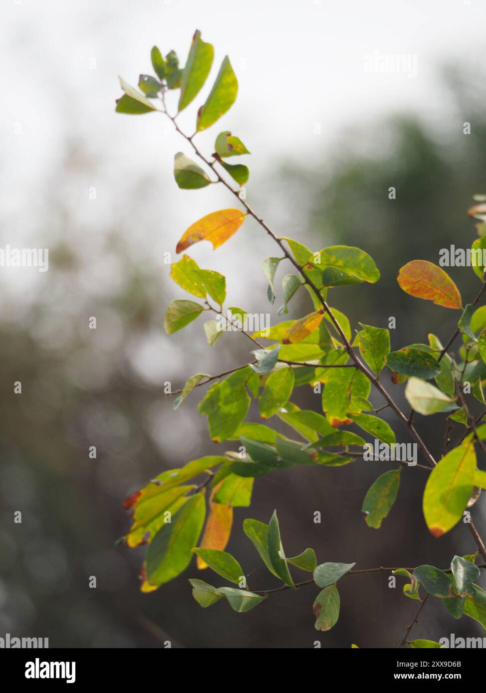 Pop-gun Seed (Bridelia tomentosa) Plantae Stock Photo - Alamy