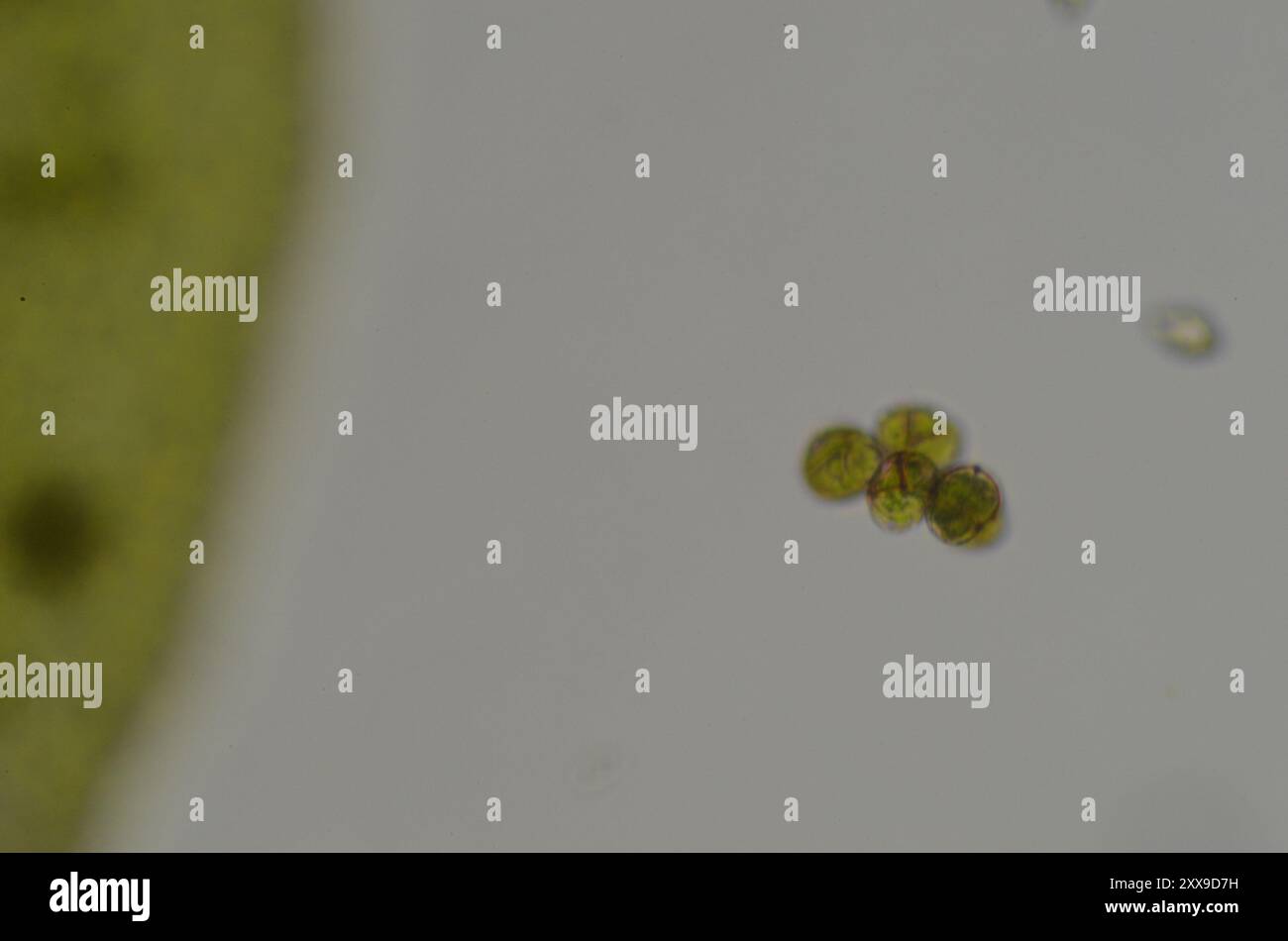 Water Screw-moss (Syntrichia latifolia) Plantae Stock Photo - Alamy