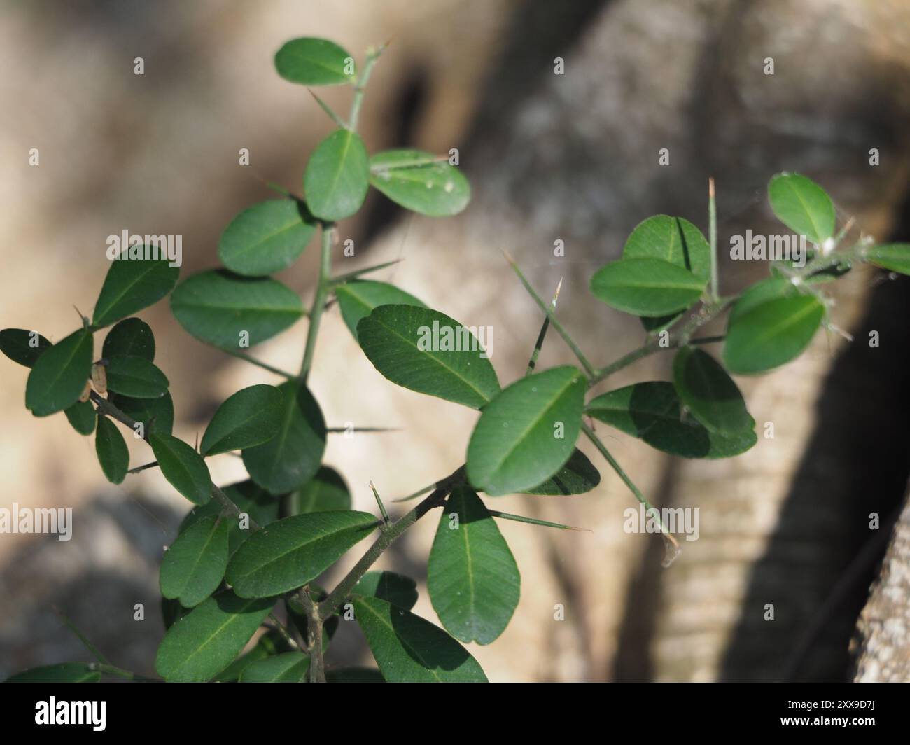 Chinese box-orange (Atalantia buxifolia) Plantae Stock Photo - Alamy