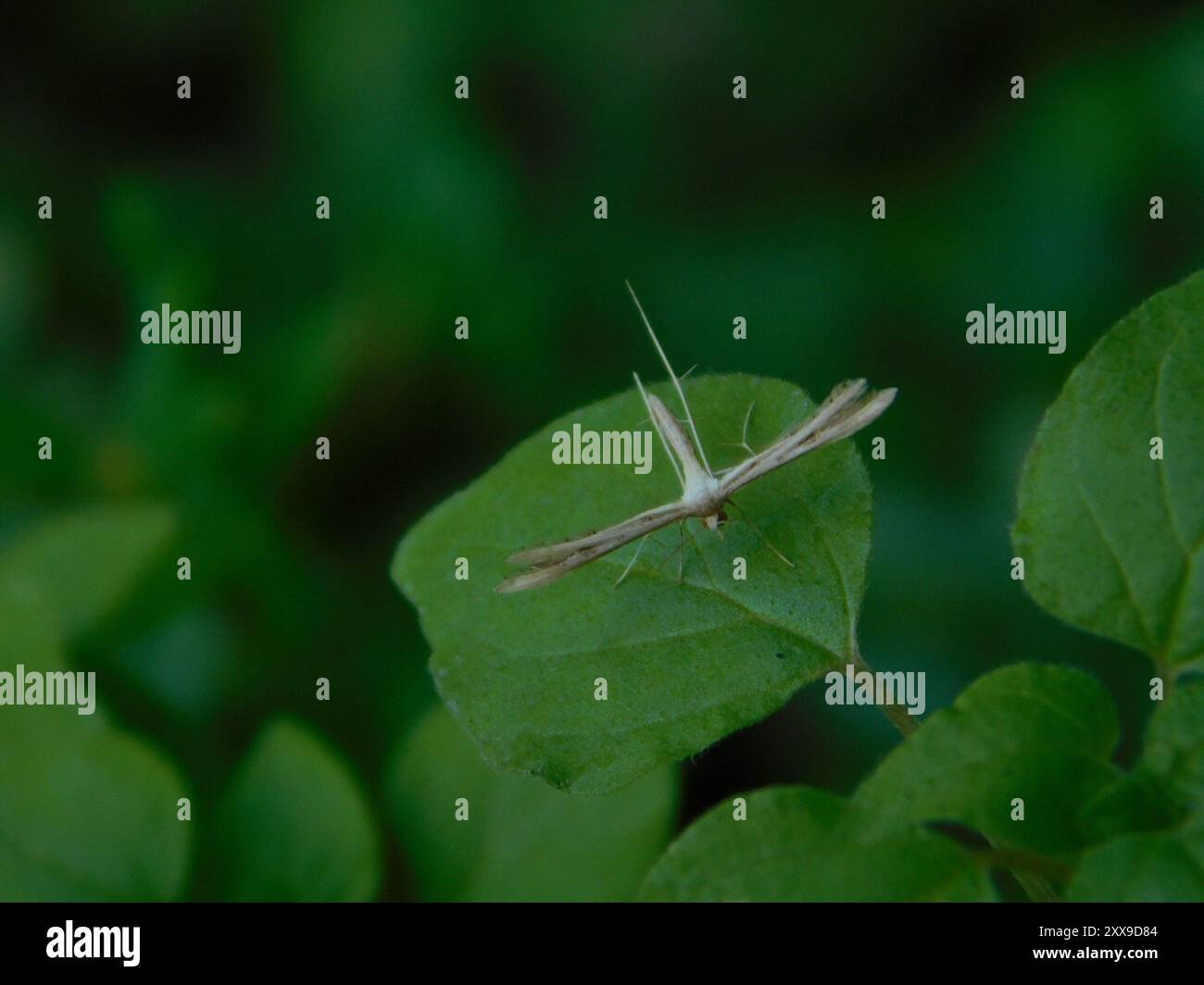 Dwarf Plume Moth (Exelastis pumilio) Insecta Stock Photo - Alamy