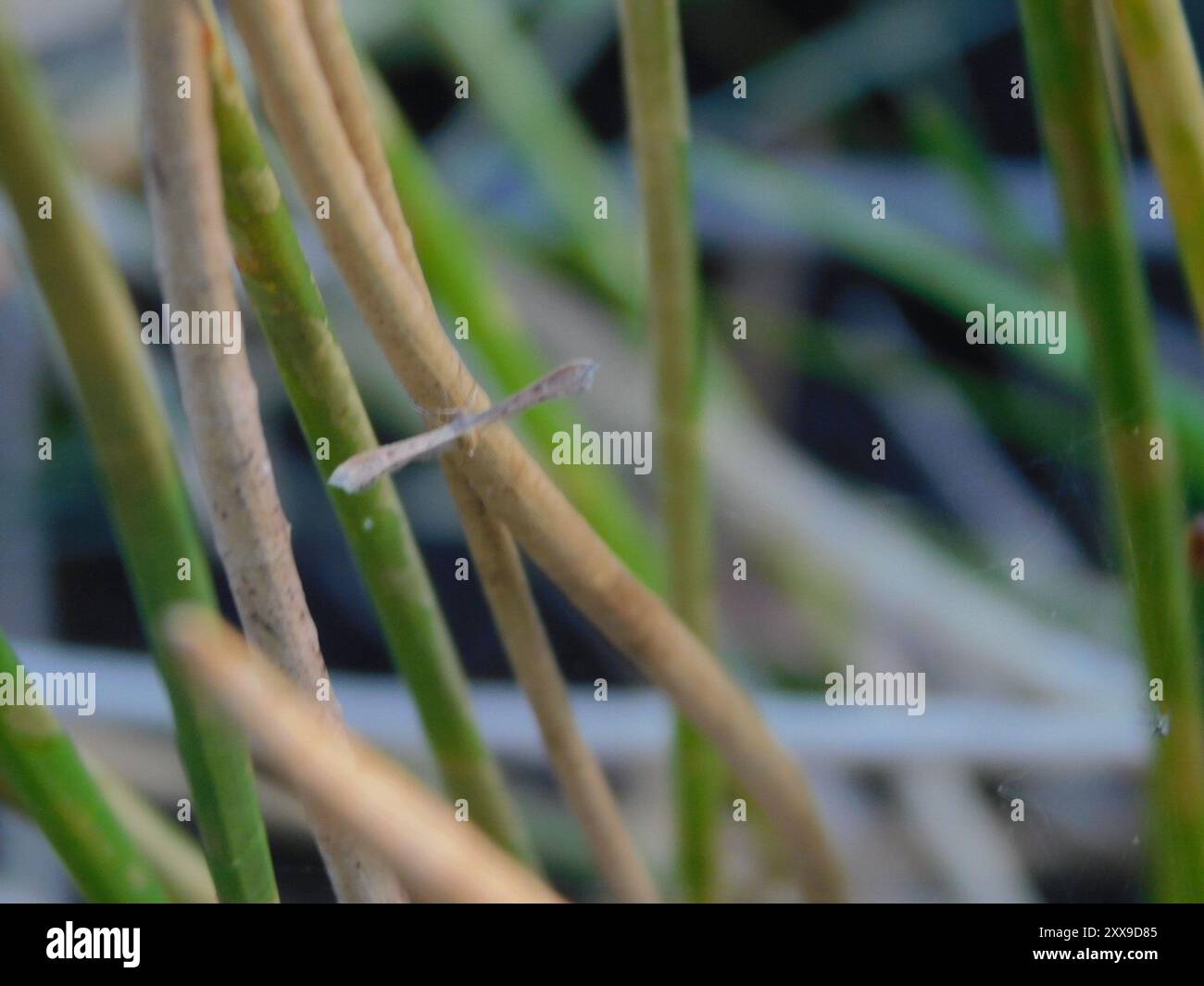 Dwarf Plume Moth (Exelastis pumilio) Insecta Stock Photo - Alamy