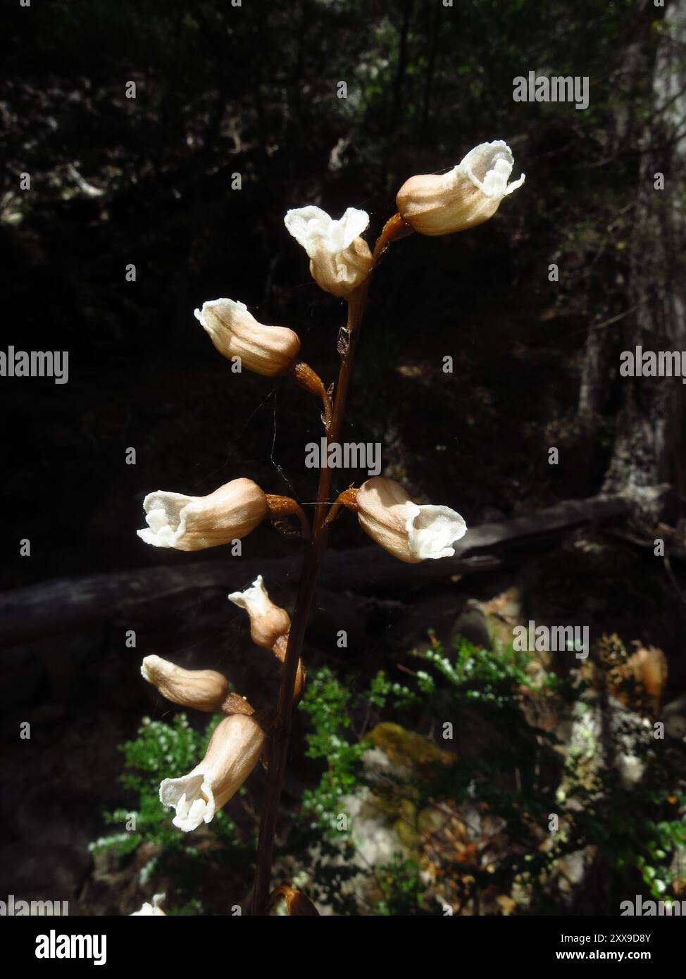 tall potato orchid (Gastrodia procera) Plantae Stock Photo - Alamy