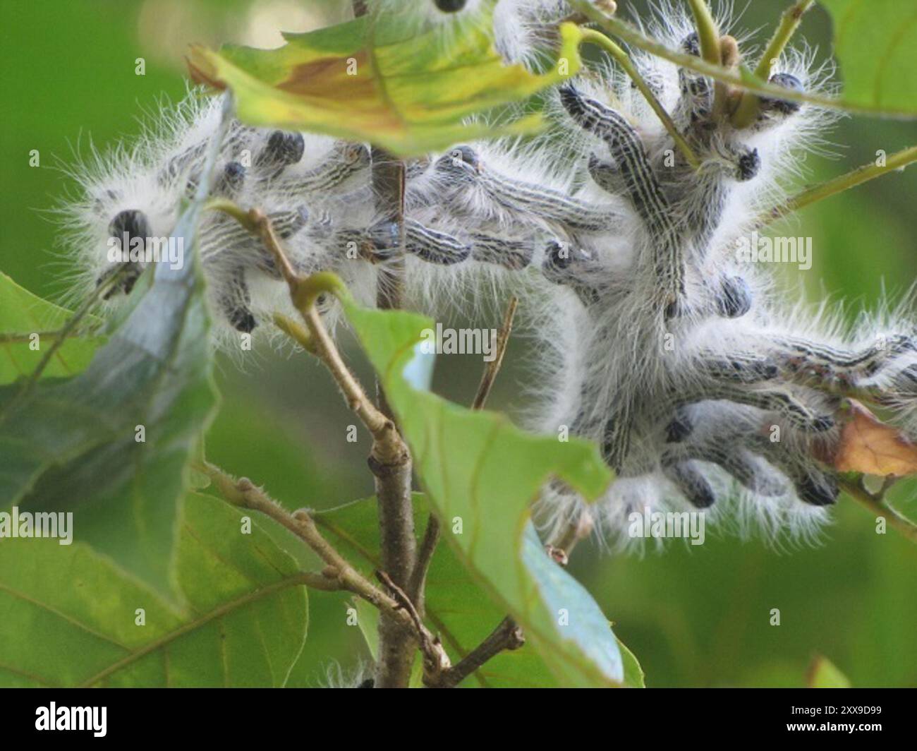 Contracted Datana Moth (Datana contracta) Insecta Stock Photo - Alamy