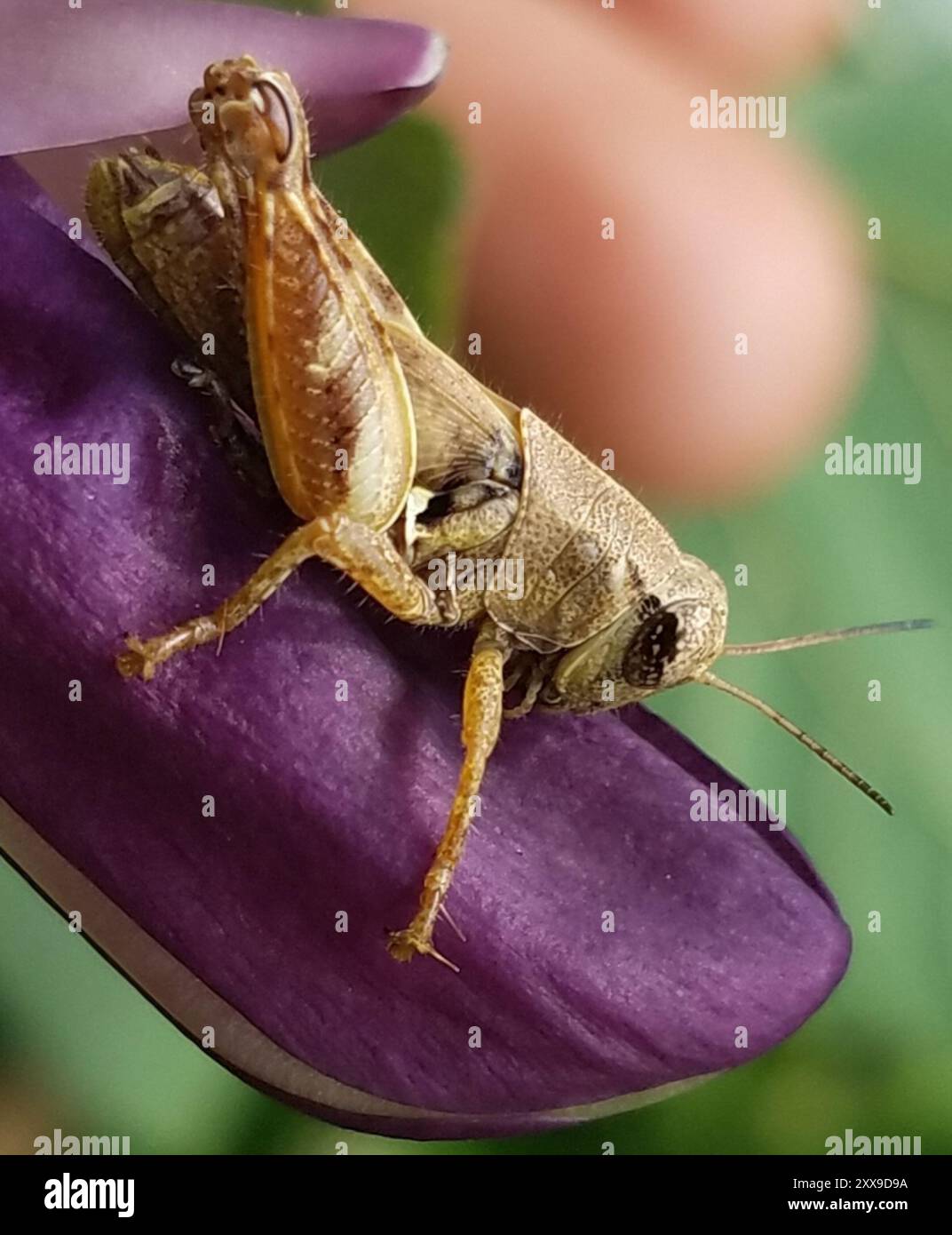 Aztec Spur-throated Grasshopper (Aidemona azteca) Insecta Stock Photo ...