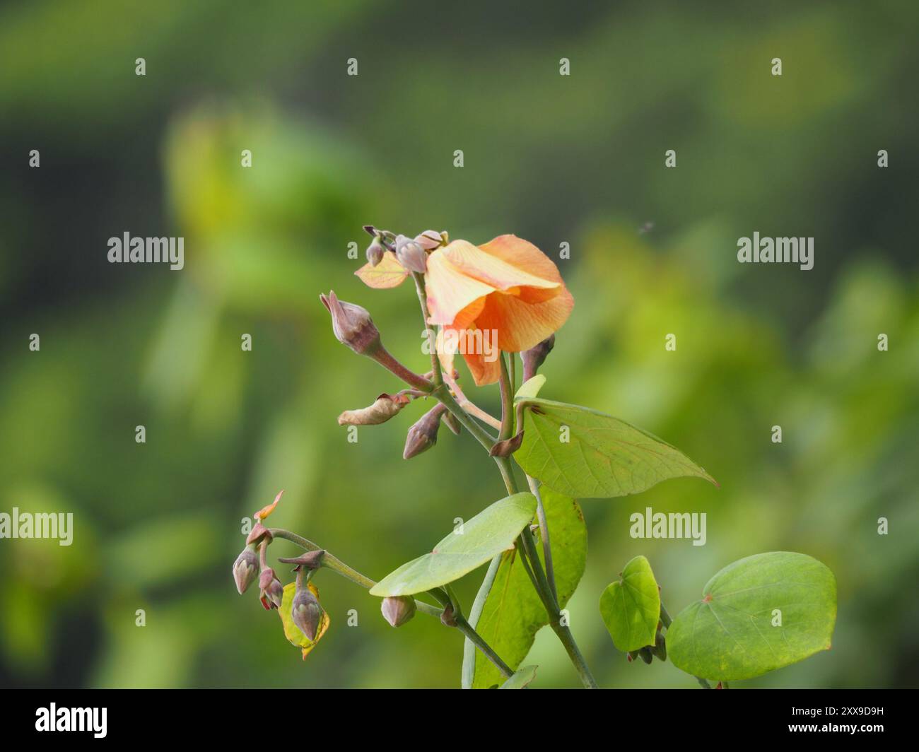 sea hibiscus (Hibiscus tiliaceus) Plantae Stock Photo - Alamy