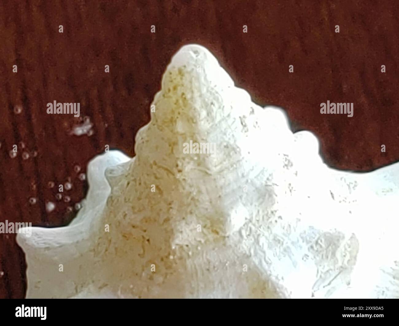 Queen Conch (Aliger gigas) Mollusca Stock Photo - Alamy