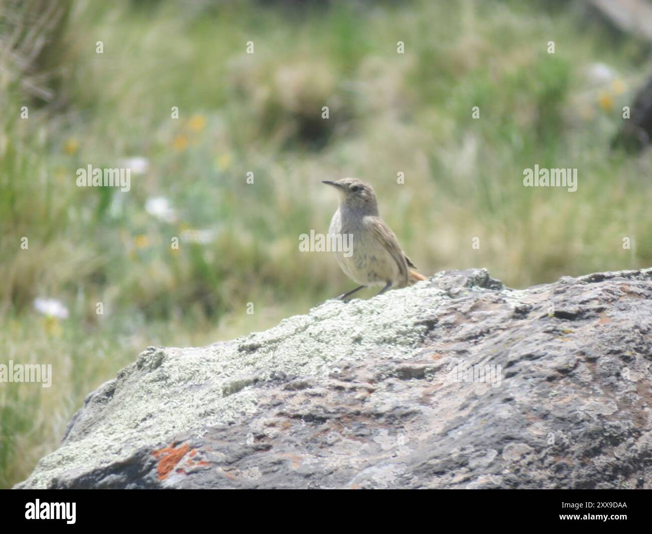 Cordilleran Canastero (Asthenes modesta) Aves Stock Photo - Alamy