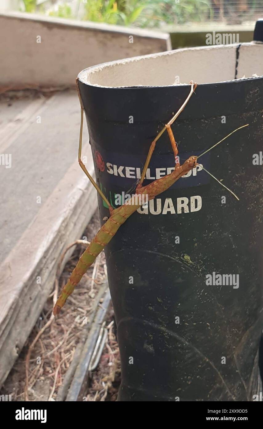 unarmed stick-insect (Acanthoxyla inermis) Insecta Stock Photo - Alamy