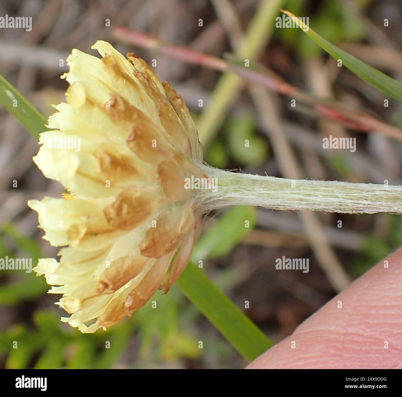 button everlasting (Coronidium scorpioides) Plantae Stock Photo - Alamy