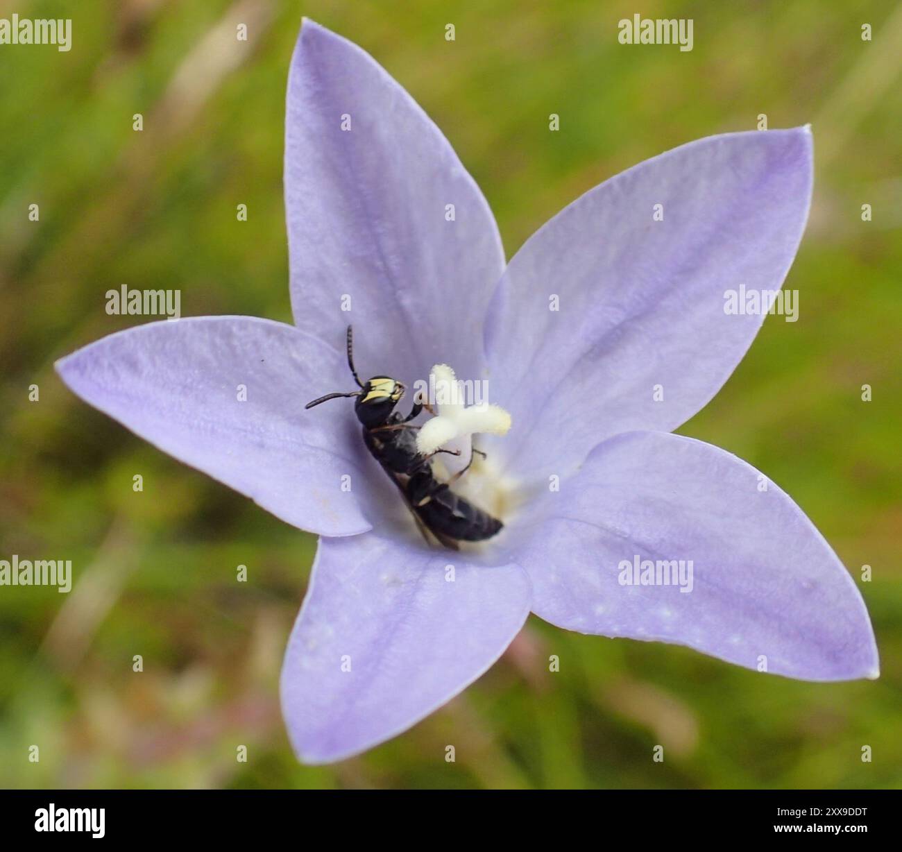 Square-headed Masked Bee (Hylaeus quadriceps) Insecta Stock Photo - Alamy