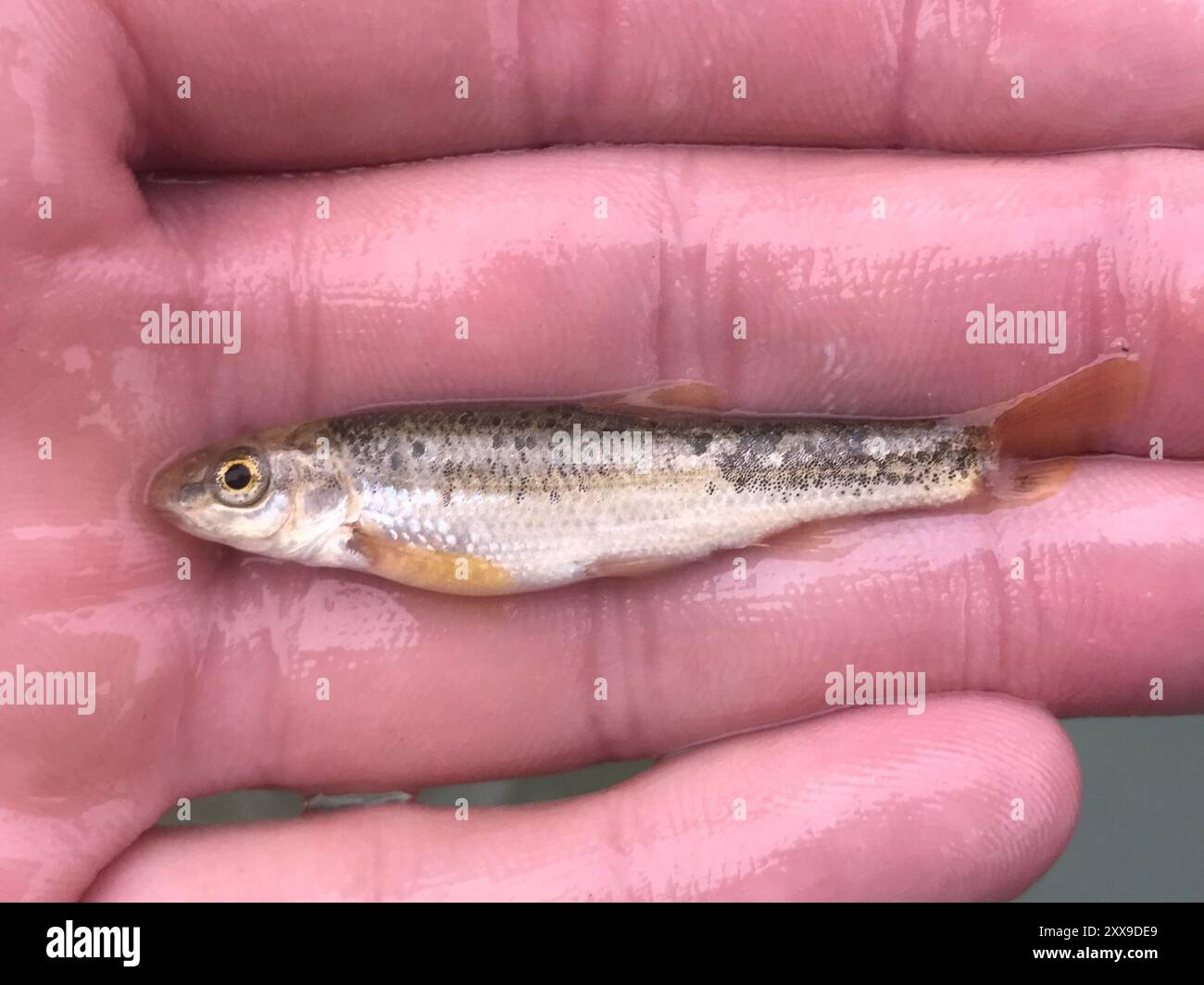 Central Stoneroller (Campostoma anomalum) Actinopterygii Stock Photo ...