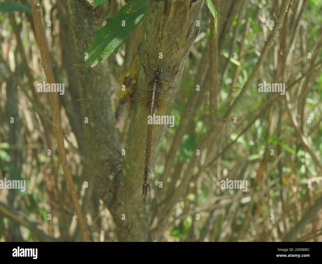 (Rhionaeschna bonariensis) Insecta Stock Photo - Alamy