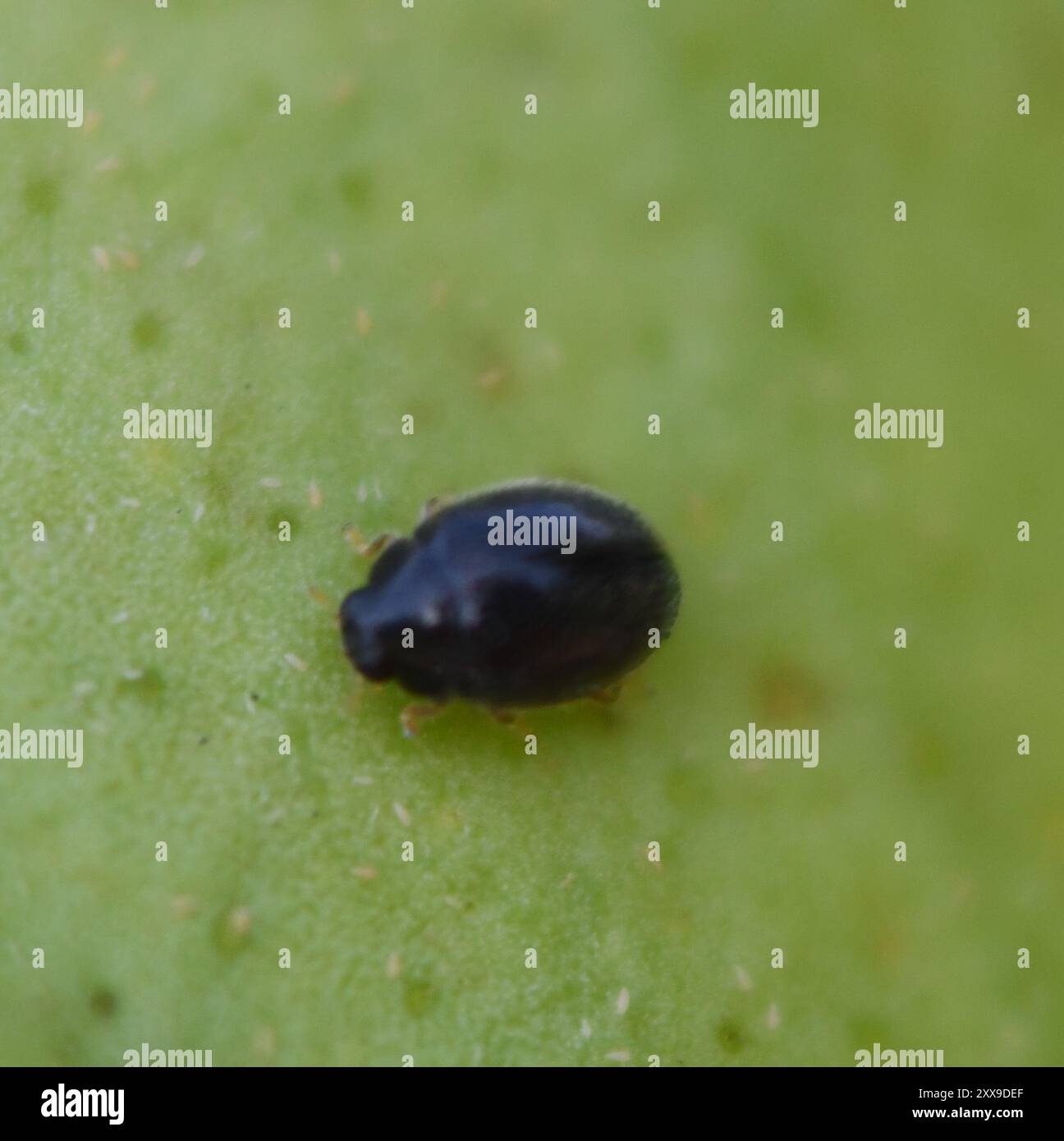Mite-eating Ladybirds (Stethorus) Insecta Stock Photo - Alamy