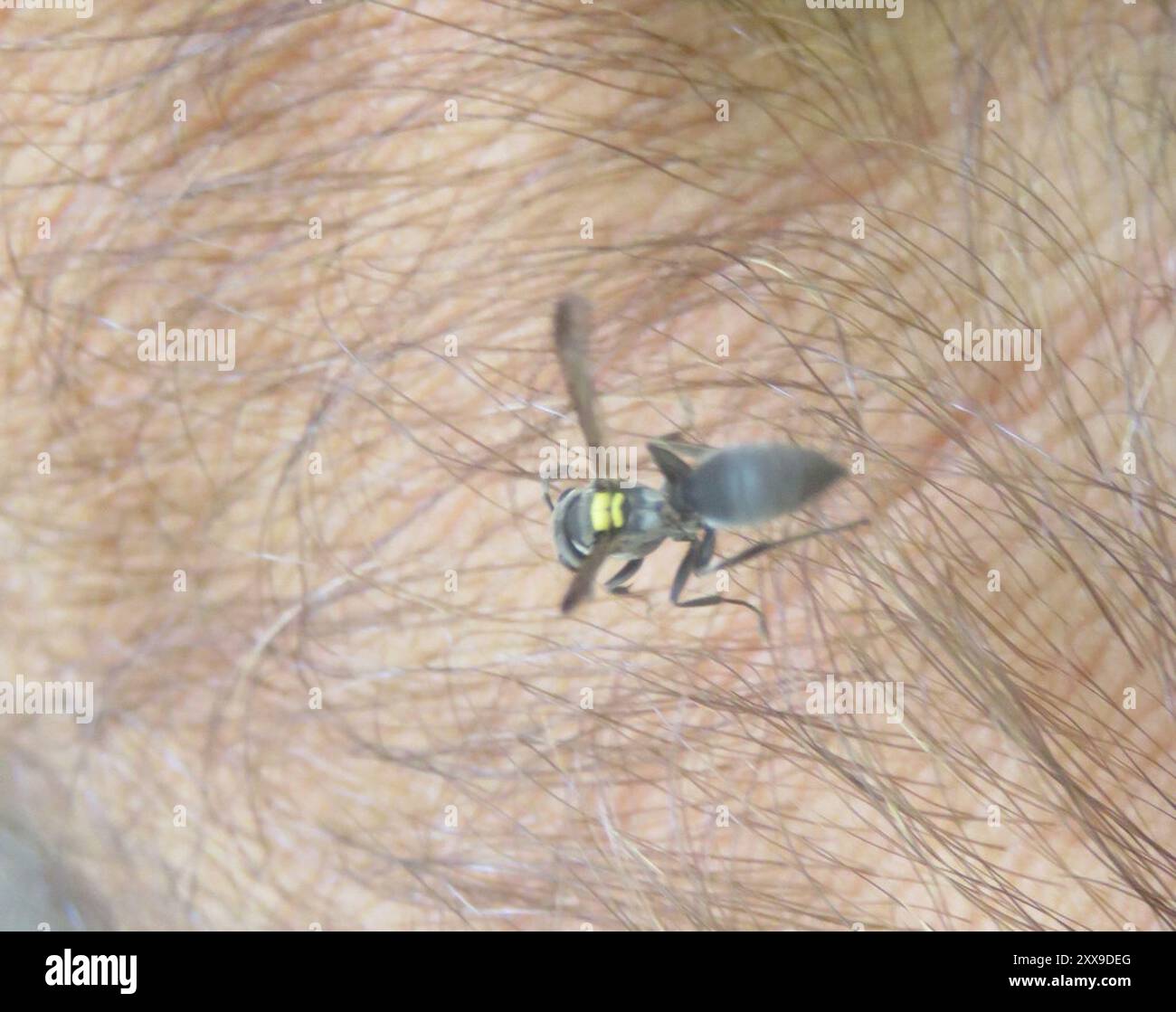 Camoati hi-res stock photography and images - Alamy