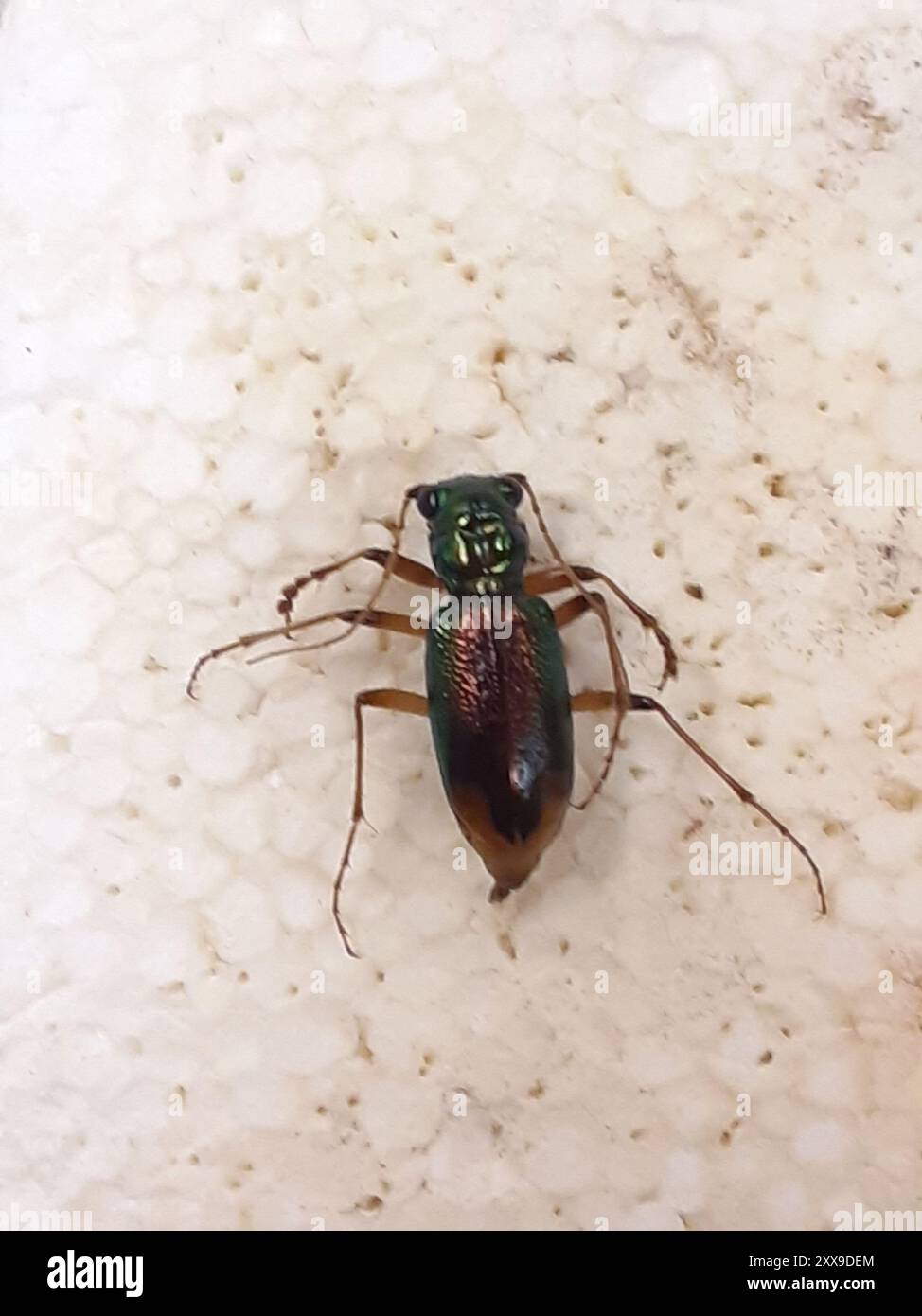 Carolina Metallic Tiger Beetle (Tetracha carolina) Insecta Stock Photo ...