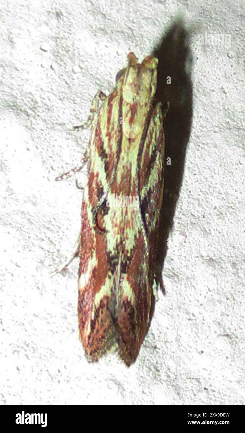 Knot-horn Moths (Phycitinae) Insecta Stock Photo - Alamy