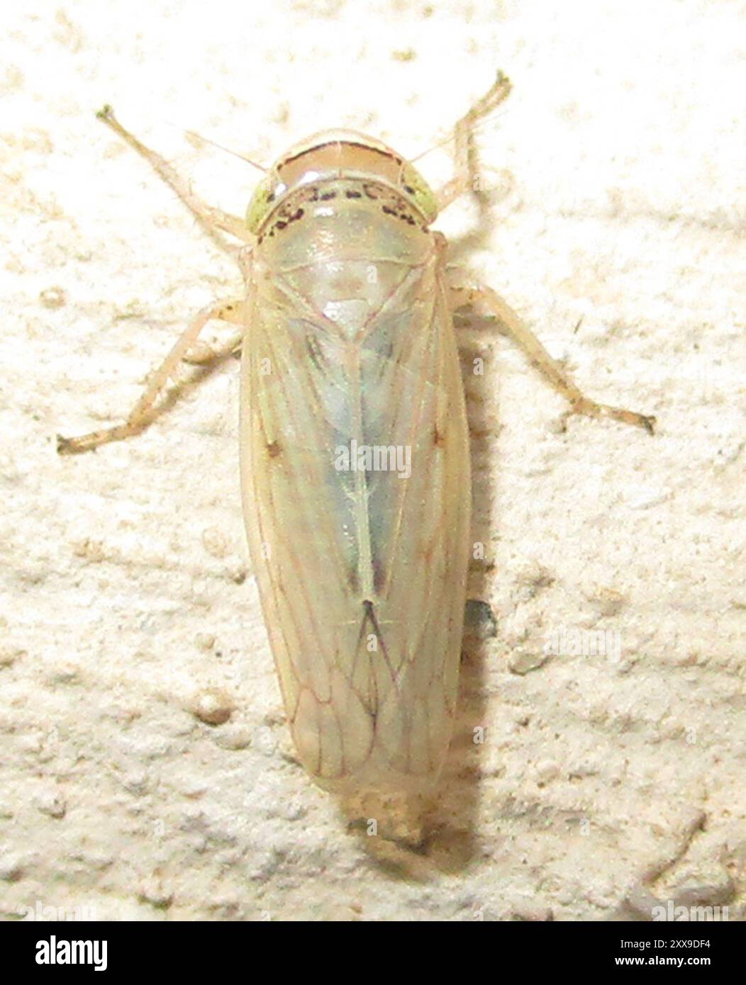 Typical Leafhoppers (Cicadellidae) Insecta Stock Photo - Alamy