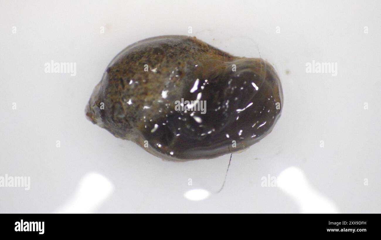 Bladder Snails (Physidae) Mollusca Stock Photo - Alamy