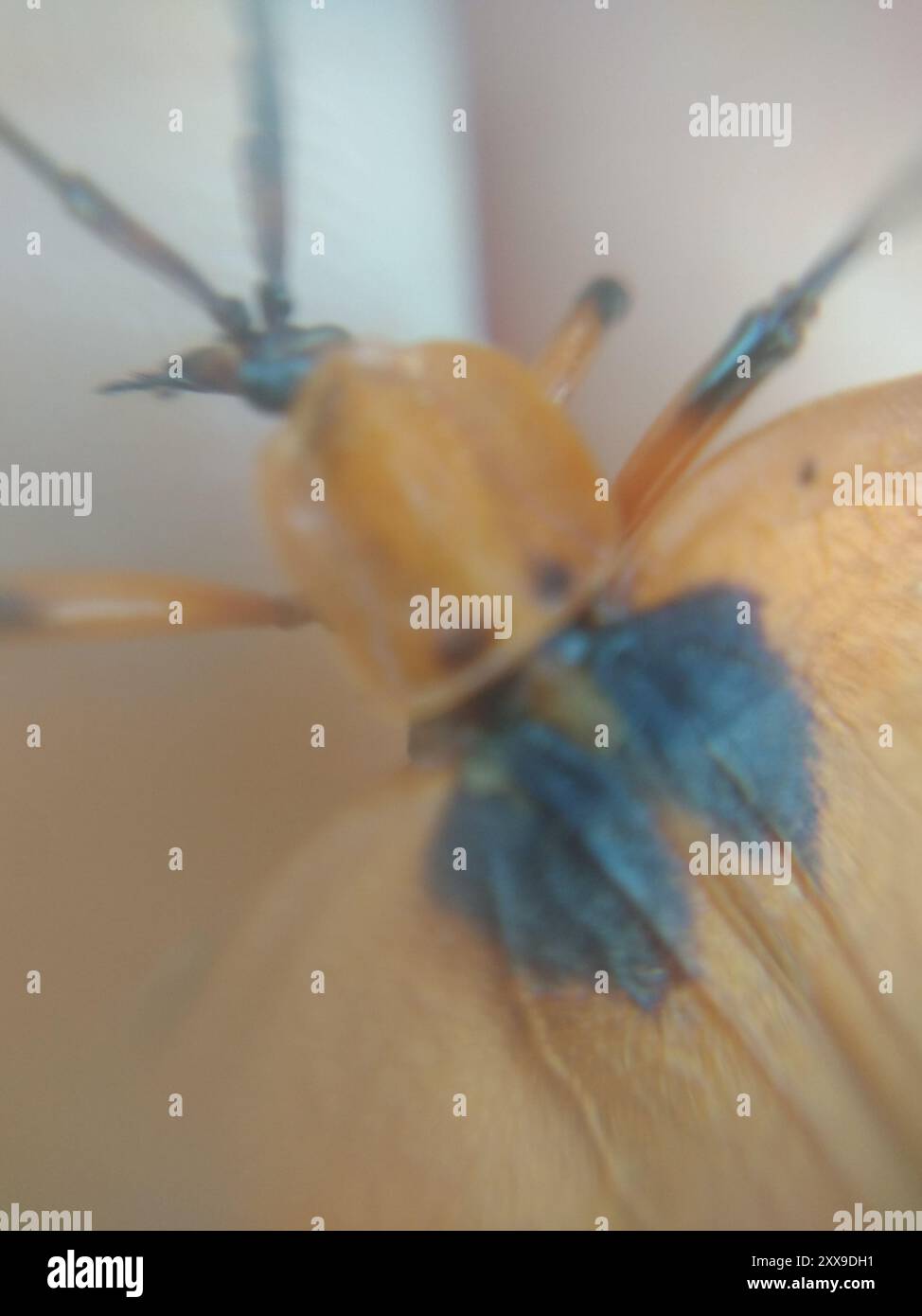 Tailed Net-winged Beetle (Lycus trabeatus) Insecta Stock Photo - Alamy