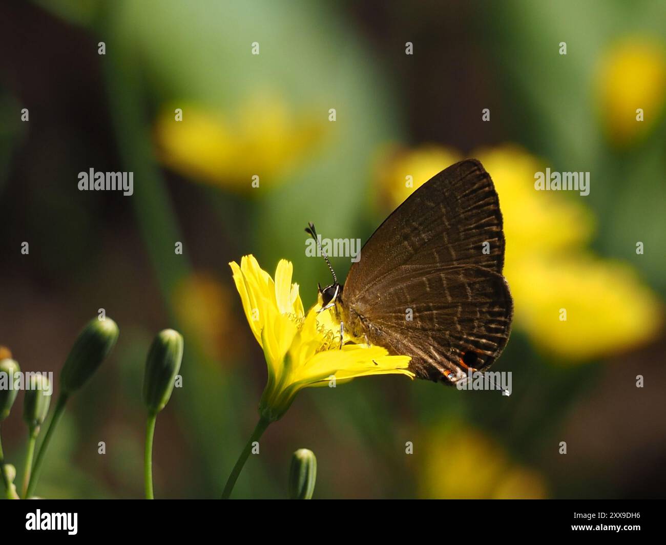 Jamides bochus hi-res stock photography and images - Alamy