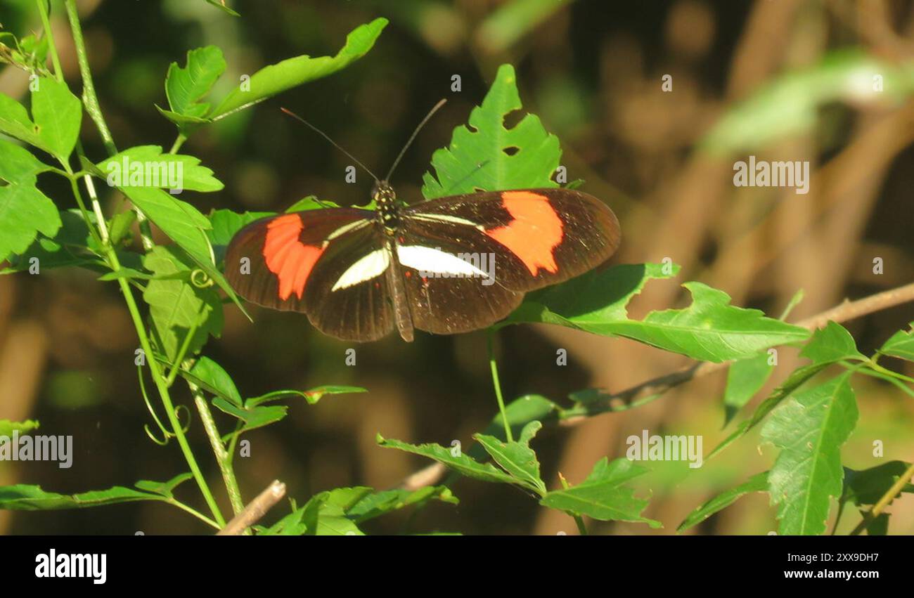 Red Postman (Heliconius erato) Insecta Stock Photo - Alamy